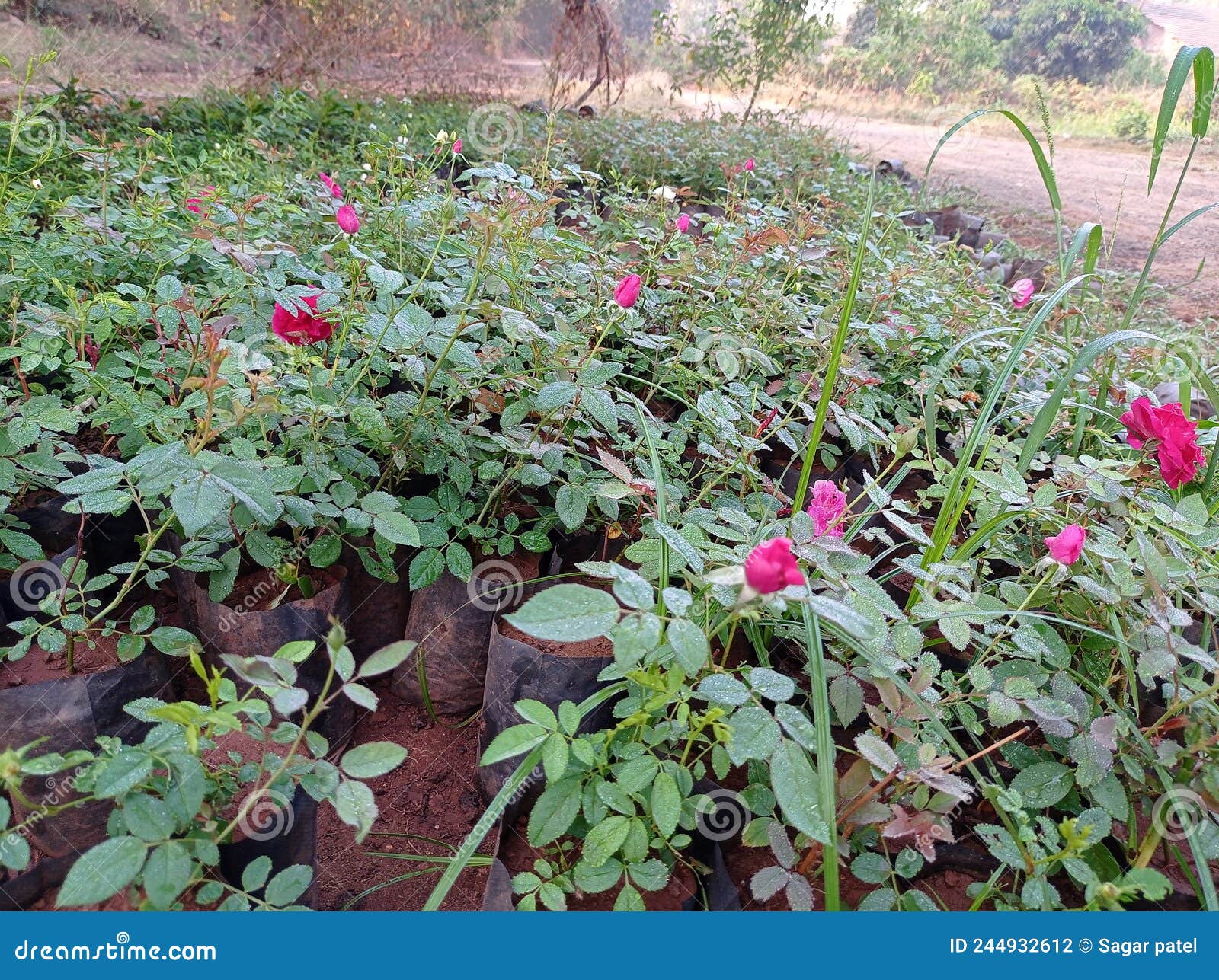 Plantas De Rosa De Cachemir Foto de archivo - Imagen de rosa, vivero ...
