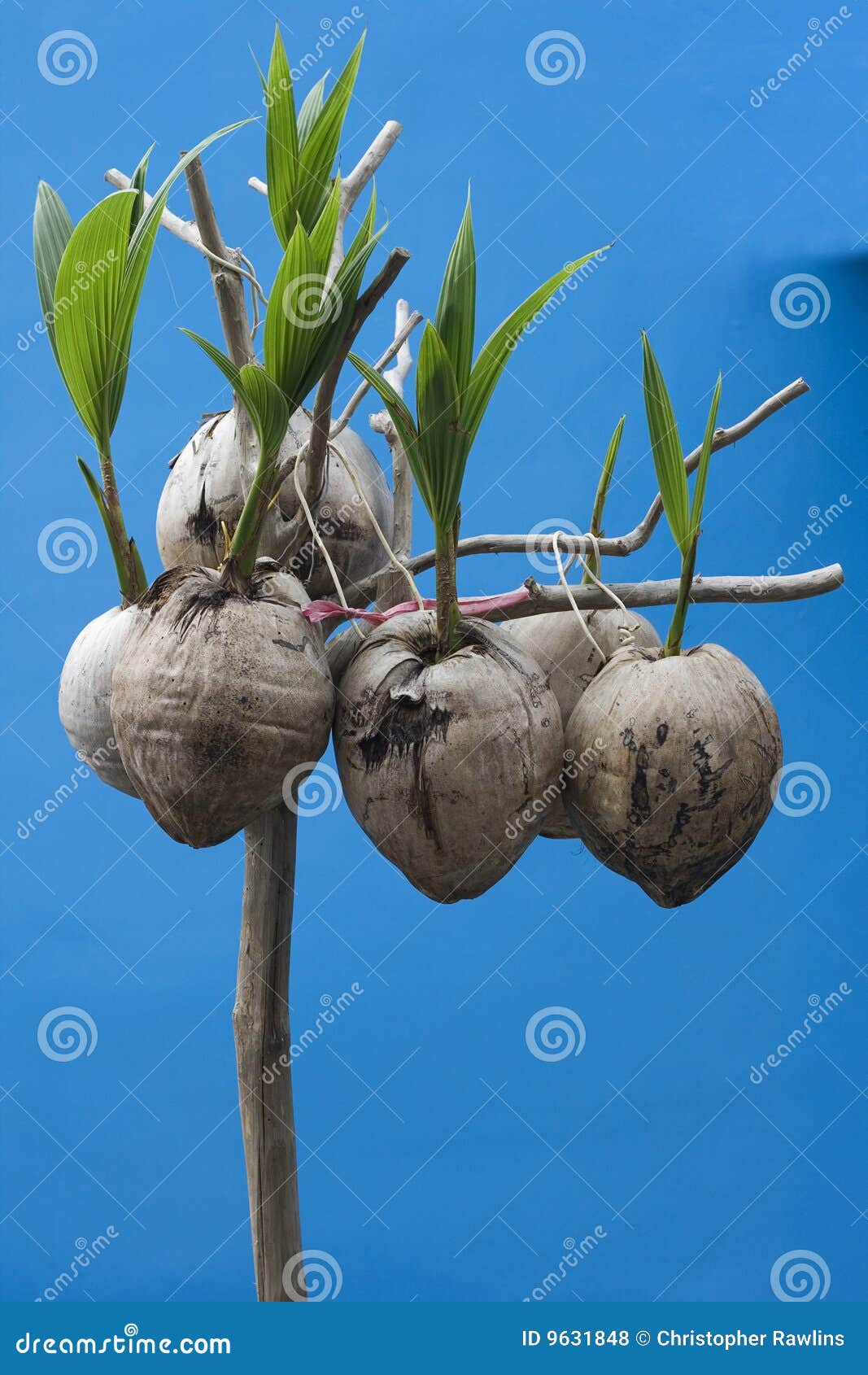 Plantas De Semillero Del Coco Foto de archivo - Imagen de hoja, plantas ...