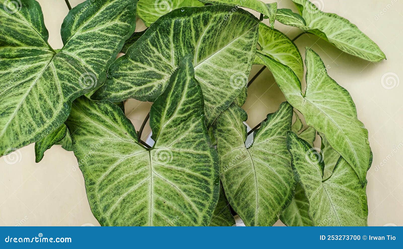 Plantas De Singonio Pegadas a La Pared Foto de archivo - Imagen de ...
