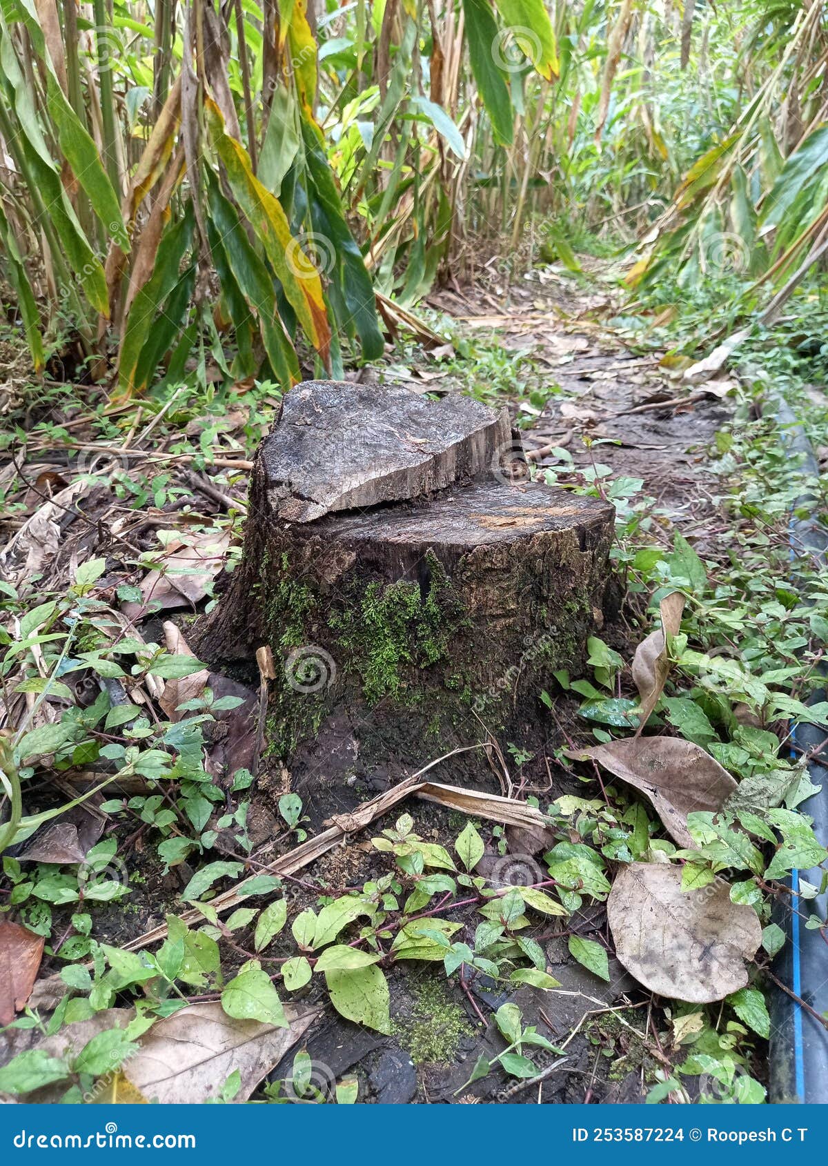 Plantas De Tala De Madera Natural Foto de archivo - Imagen de cubo ...