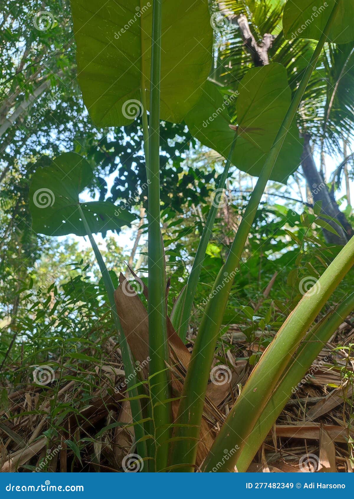 Plantas De Taruga Silvestre Que Crescem Bem Imagem de Stock - Imagem de ...