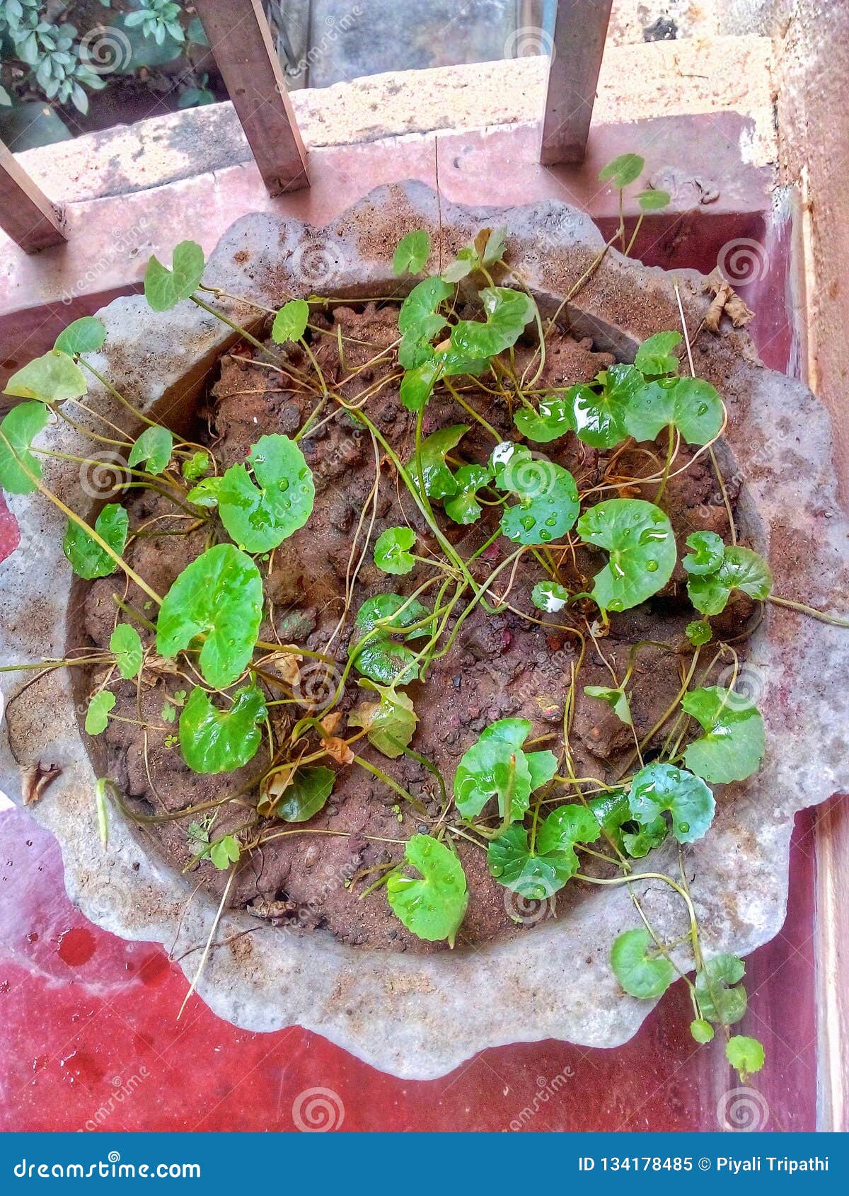 Plantas de Thankuni imagen de archivo. Imagen de nectarous - 134178485