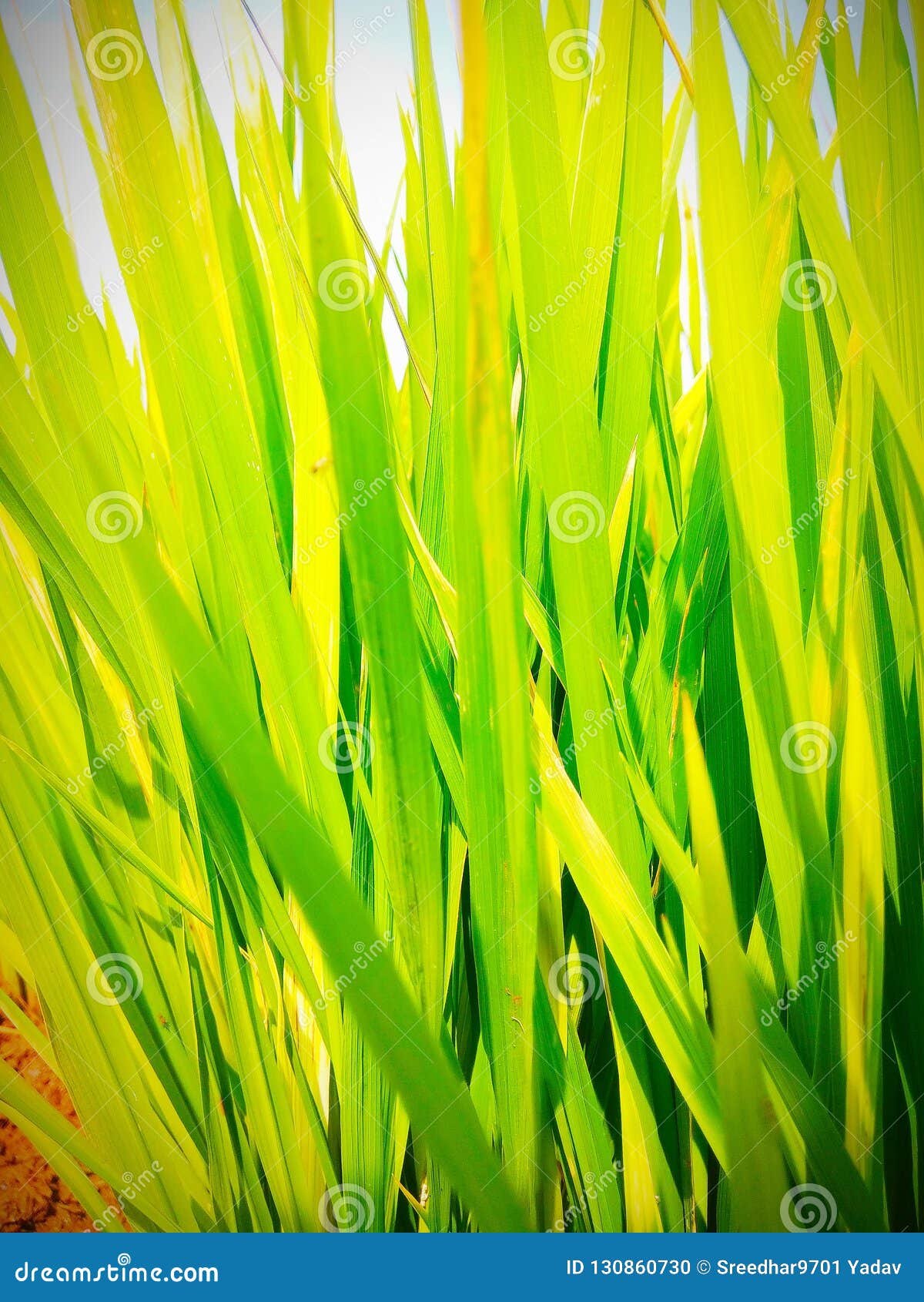 Plantas del color verde foto de archivo. Imagen de arroz - 130860730