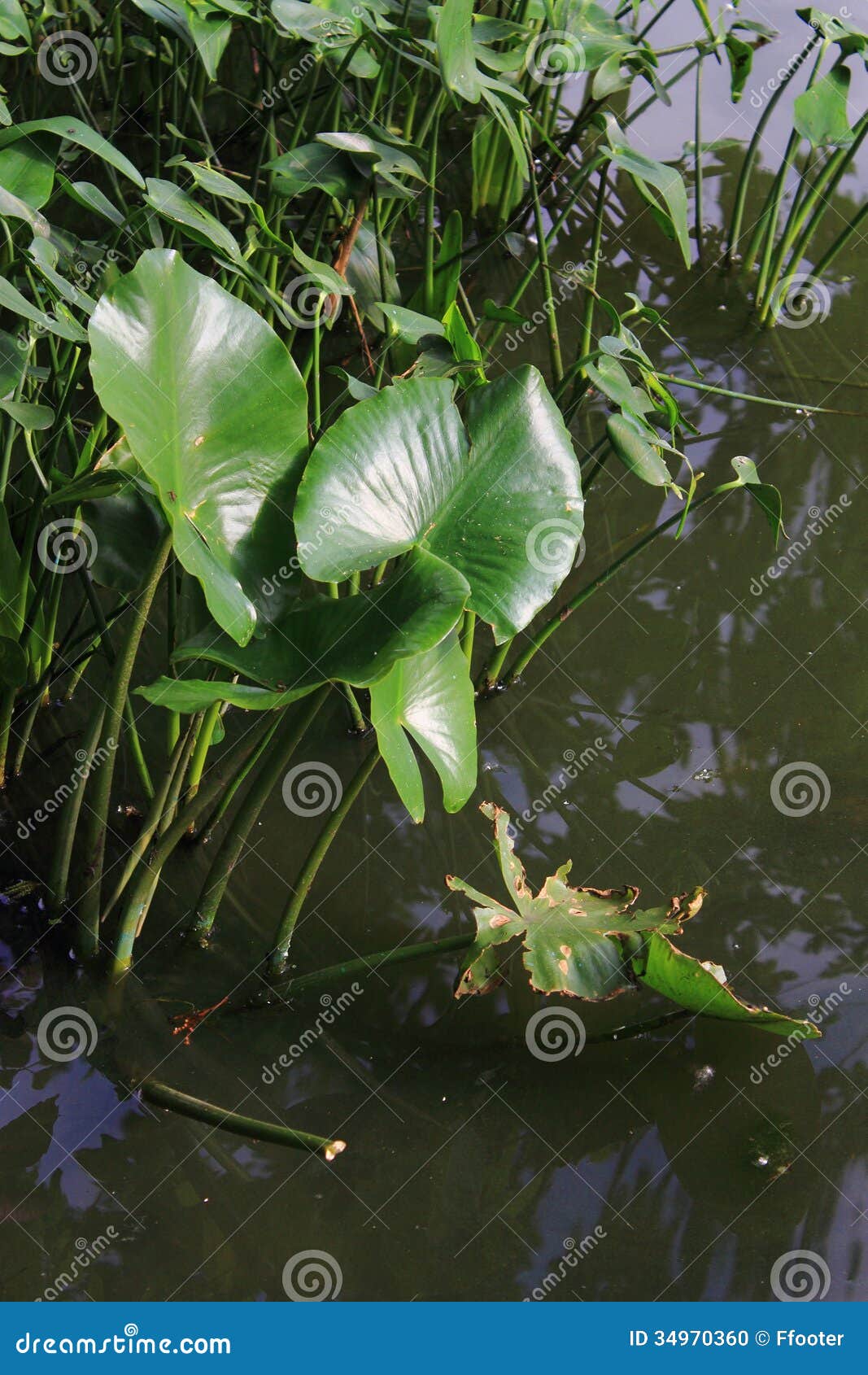 Plantas del lago foto de archivo. Imagen de canotaje - 34970360