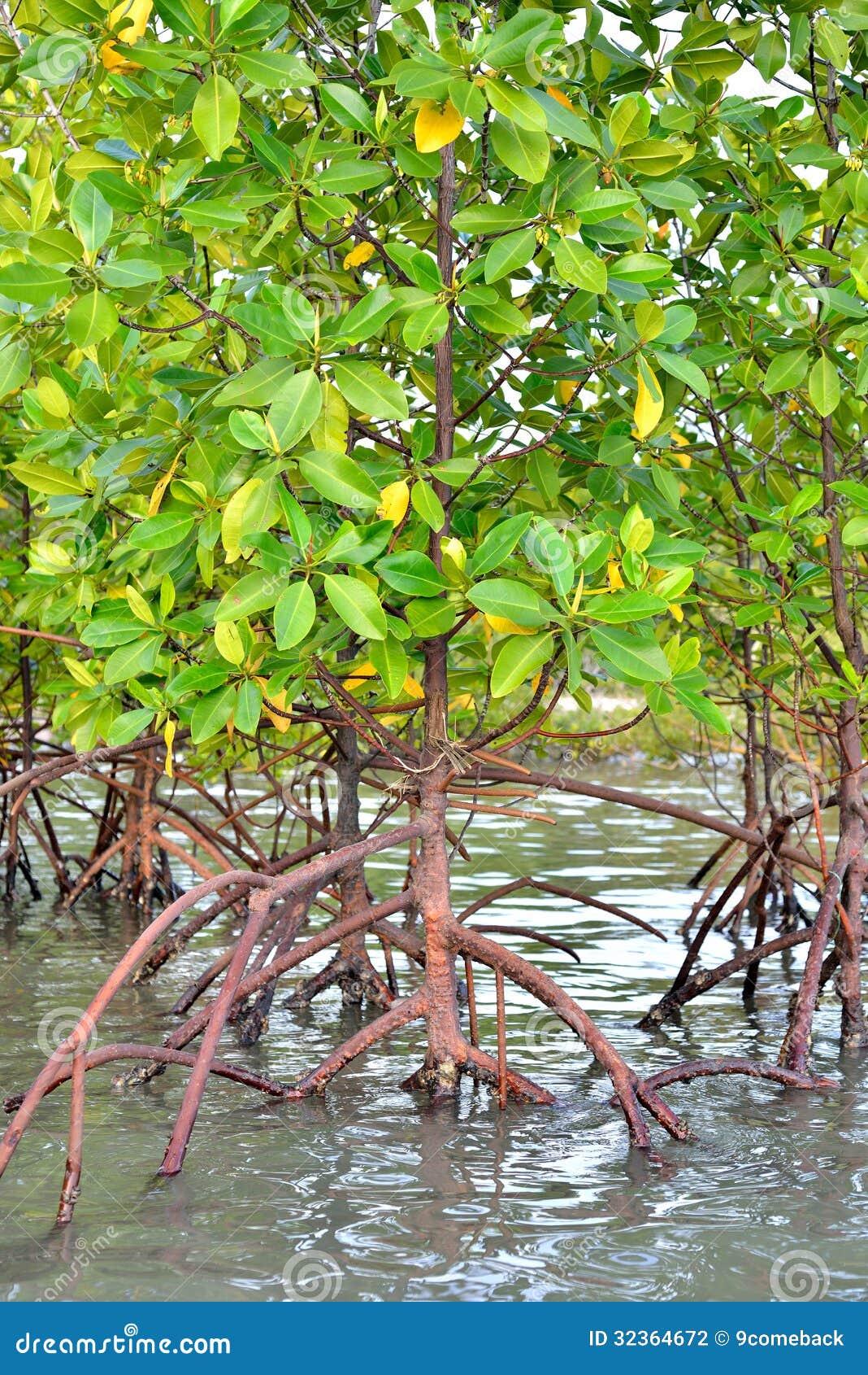 Plantas del mangle foto de archivo. Imagen de mangle - 32364672