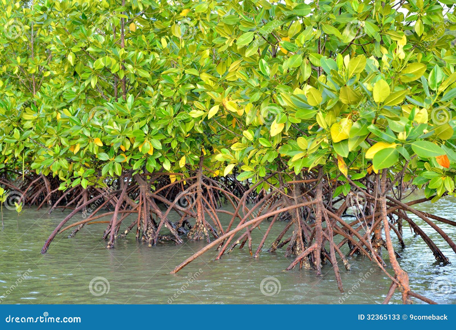 Plantas del mangle imagen de archivo. Imagen de tropical - 32365133