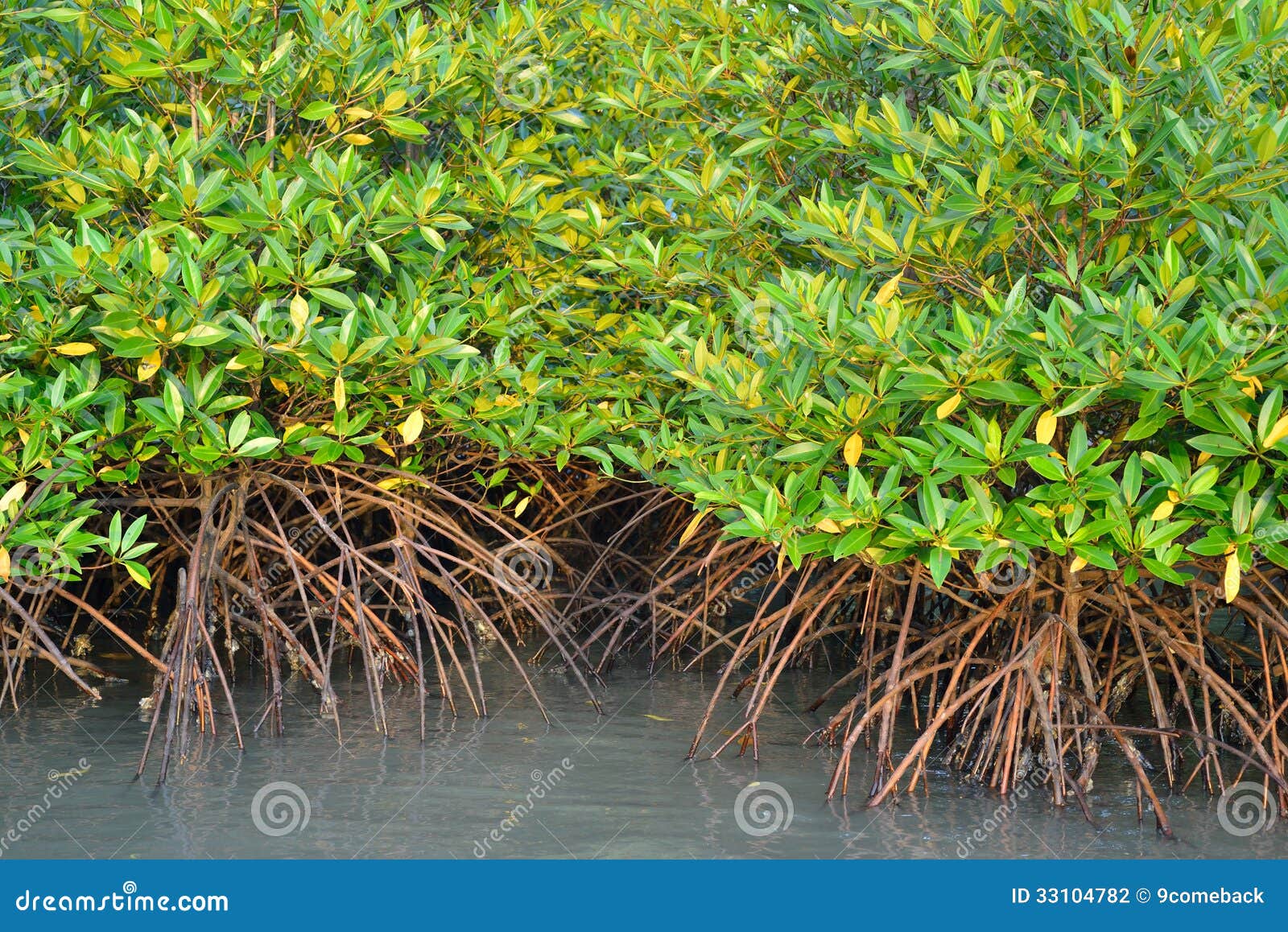 Plantas del mangle foto de archivo. Imagen de verde, escénico - 33104782