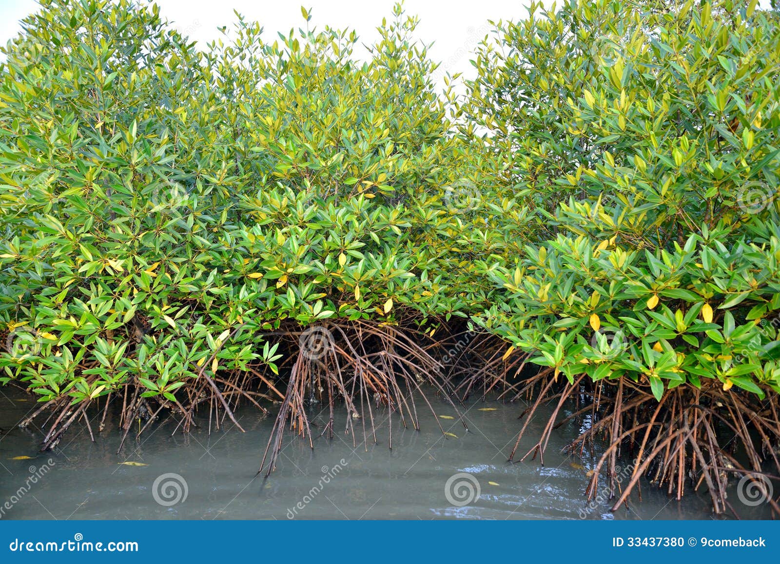 Plantas del mangle foto de archivo. Imagen de verde, bosque - 33437380
