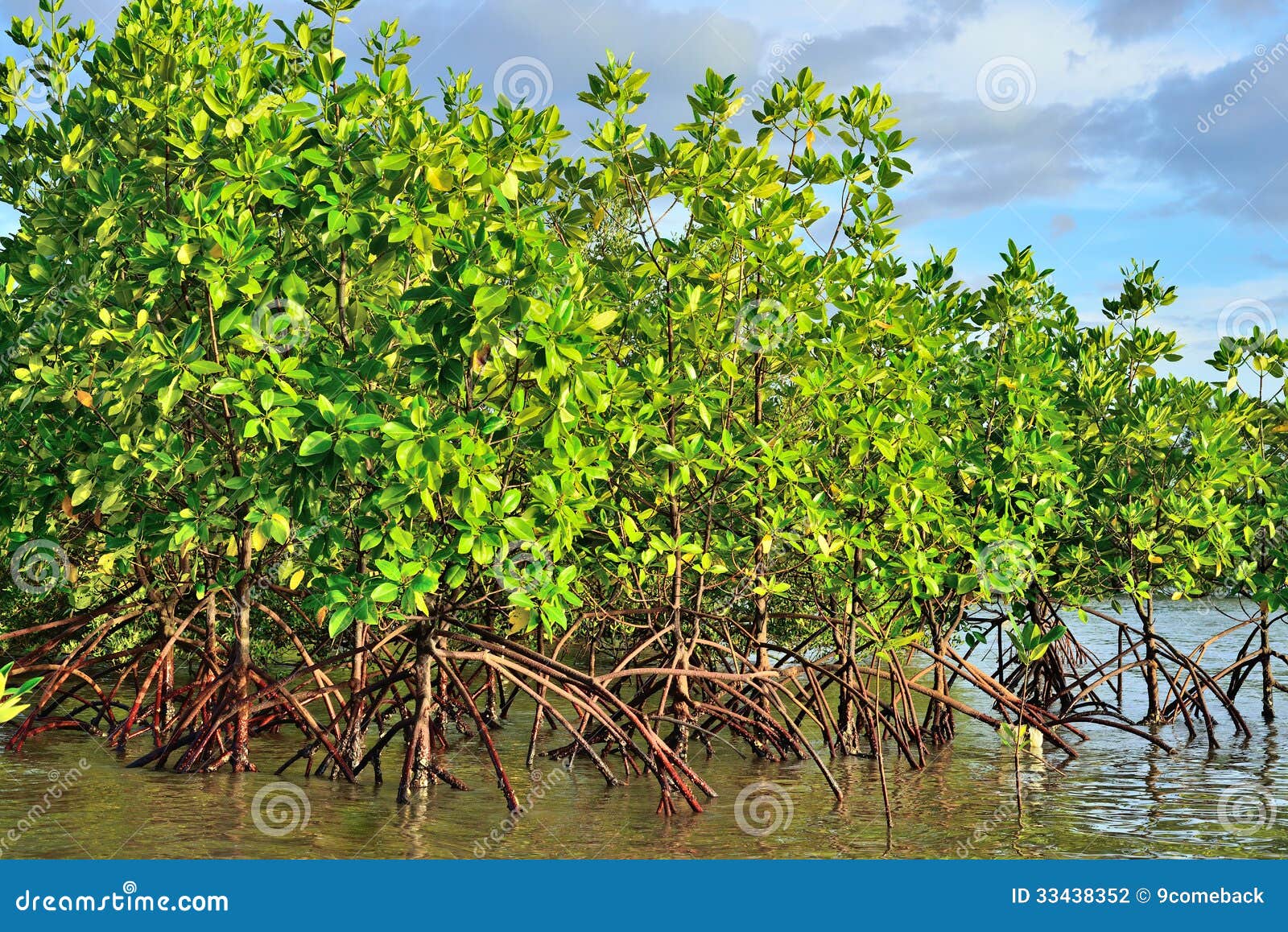 Plantas del mangle foto de archivo. Imagen de cubo, hermoso - 33438352