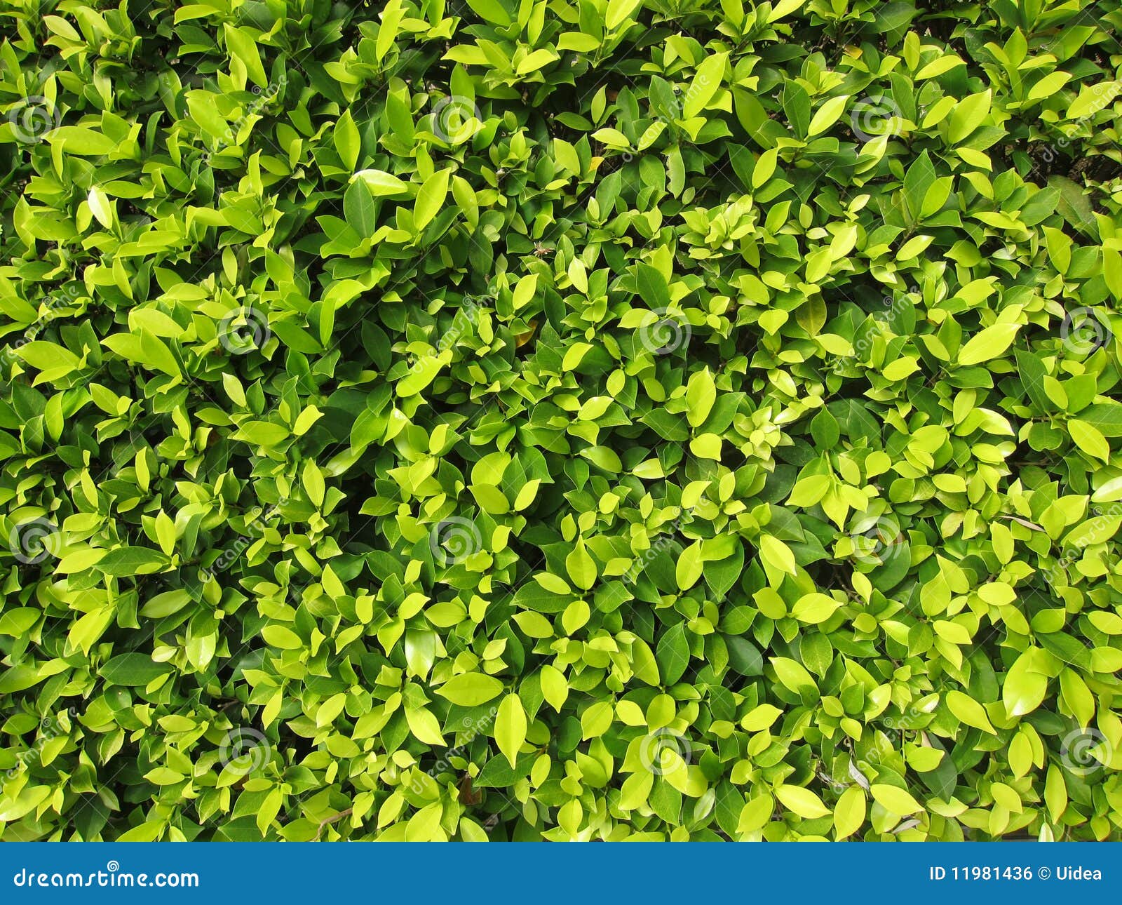 Plantas del seto foto de archivo. Imagen de cerque, jardinero - 11981436