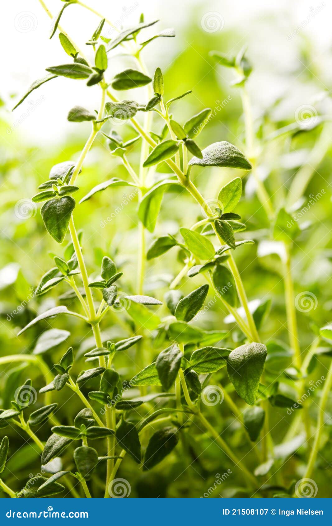 Plantas del tomillo imagen de archivo. Imagen de hierba - 21508107