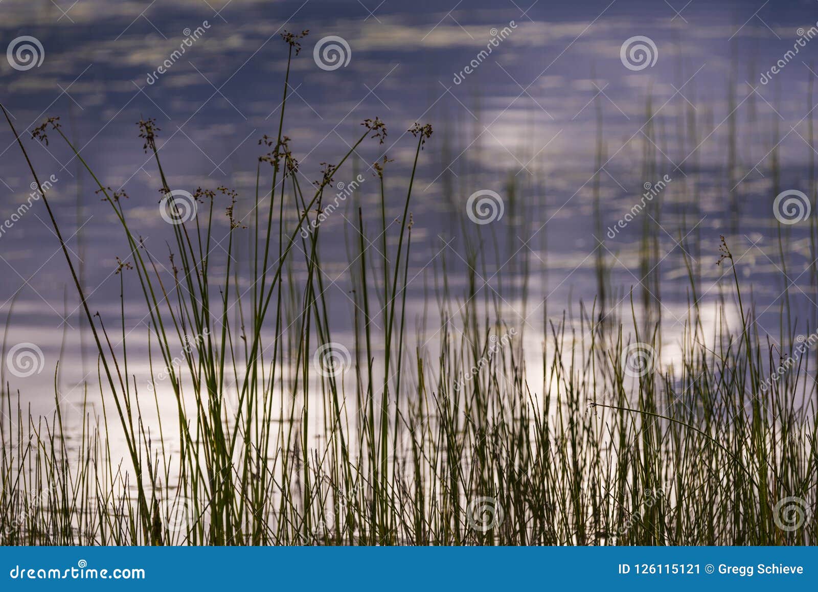Plantas Do Lago Na Costa Do Lago Spider Imagem de Stock - Imagem de ...