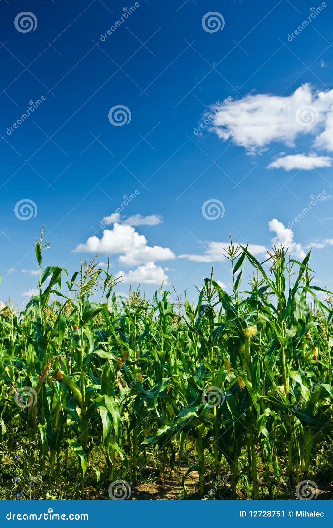 Plantas do milho imagem de stock. Imagem de milho, nave - 12728751