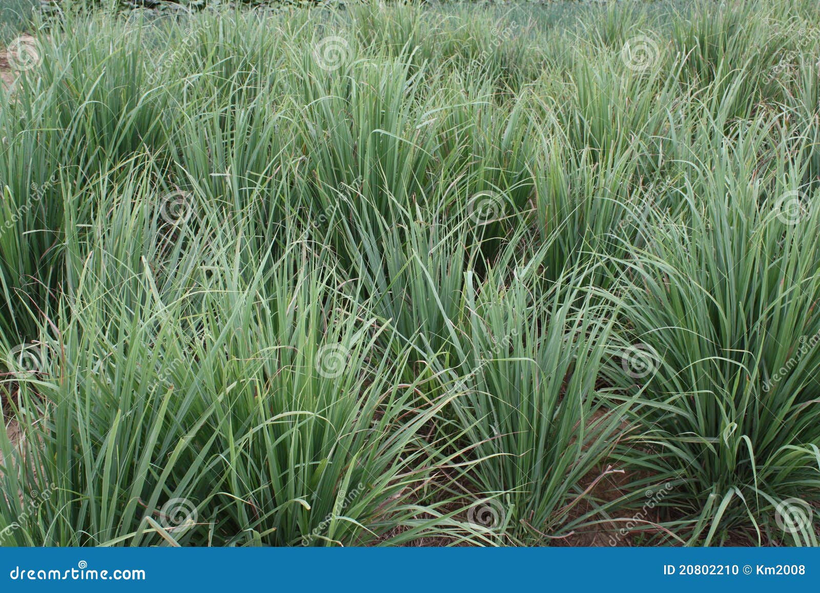 Plantas do nardo foto de stock. Imagem de planta, odor - 20802210