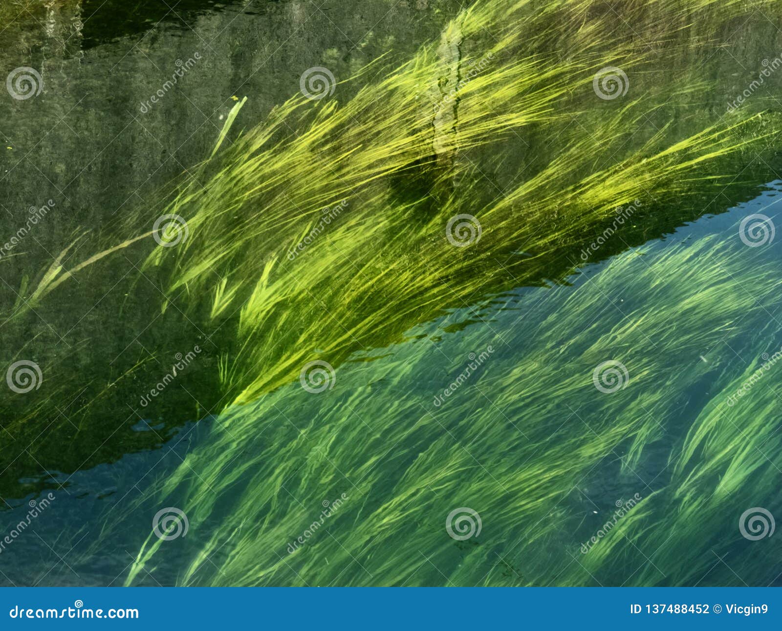 Plantas do rio foto de stock. Imagem de verde, folha - 137488452