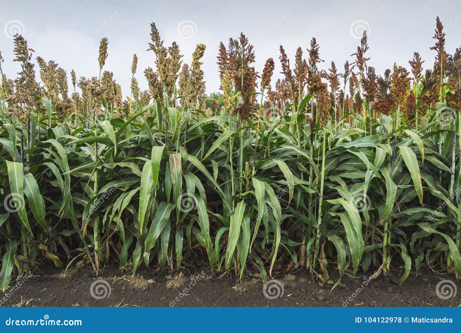 Plantas do sorgo no campo foto de stock. Imagem de planta - 104122978