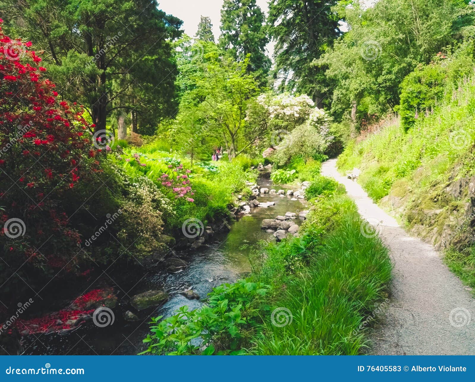 Plantas E Flores Do Rio Em Um Jardim Imagem de Stock - Imagem de reino ...