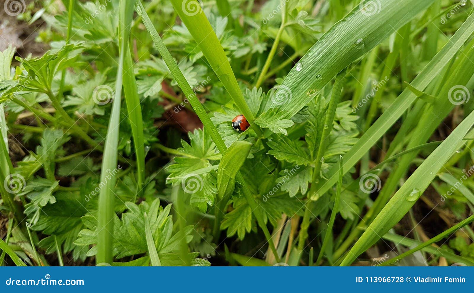 Plantas E Insectos En La Primavera Foto de archivo - Imagen de verde ...