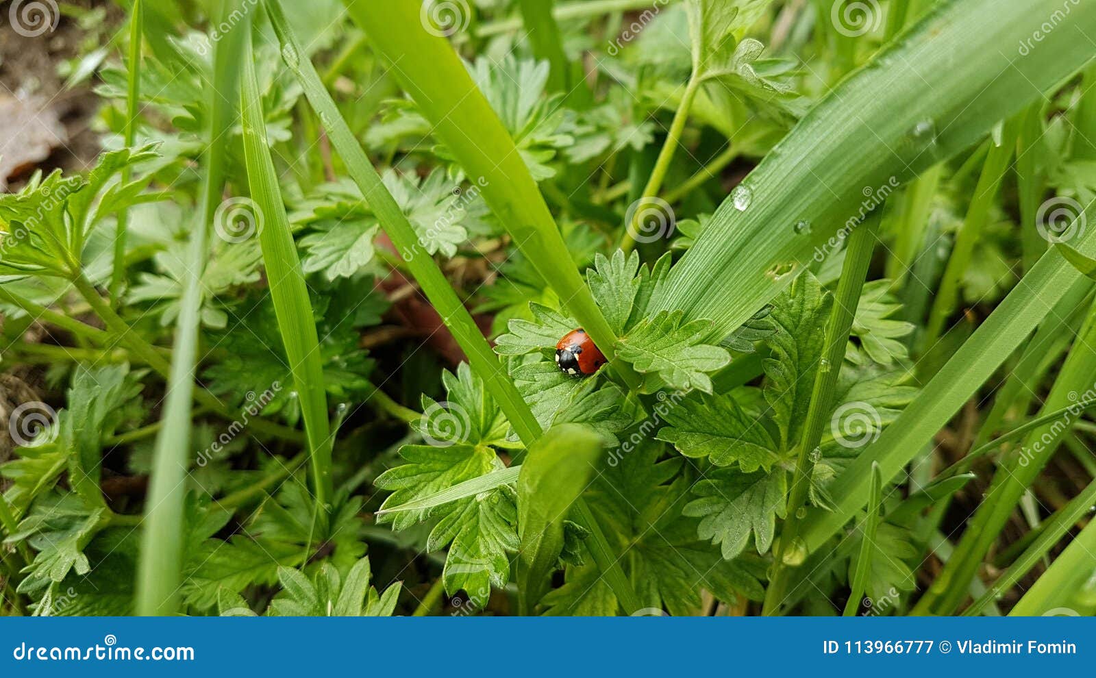 Plantas E Insetos Na Primavera Imagem de Stock - Imagem de inseto ...