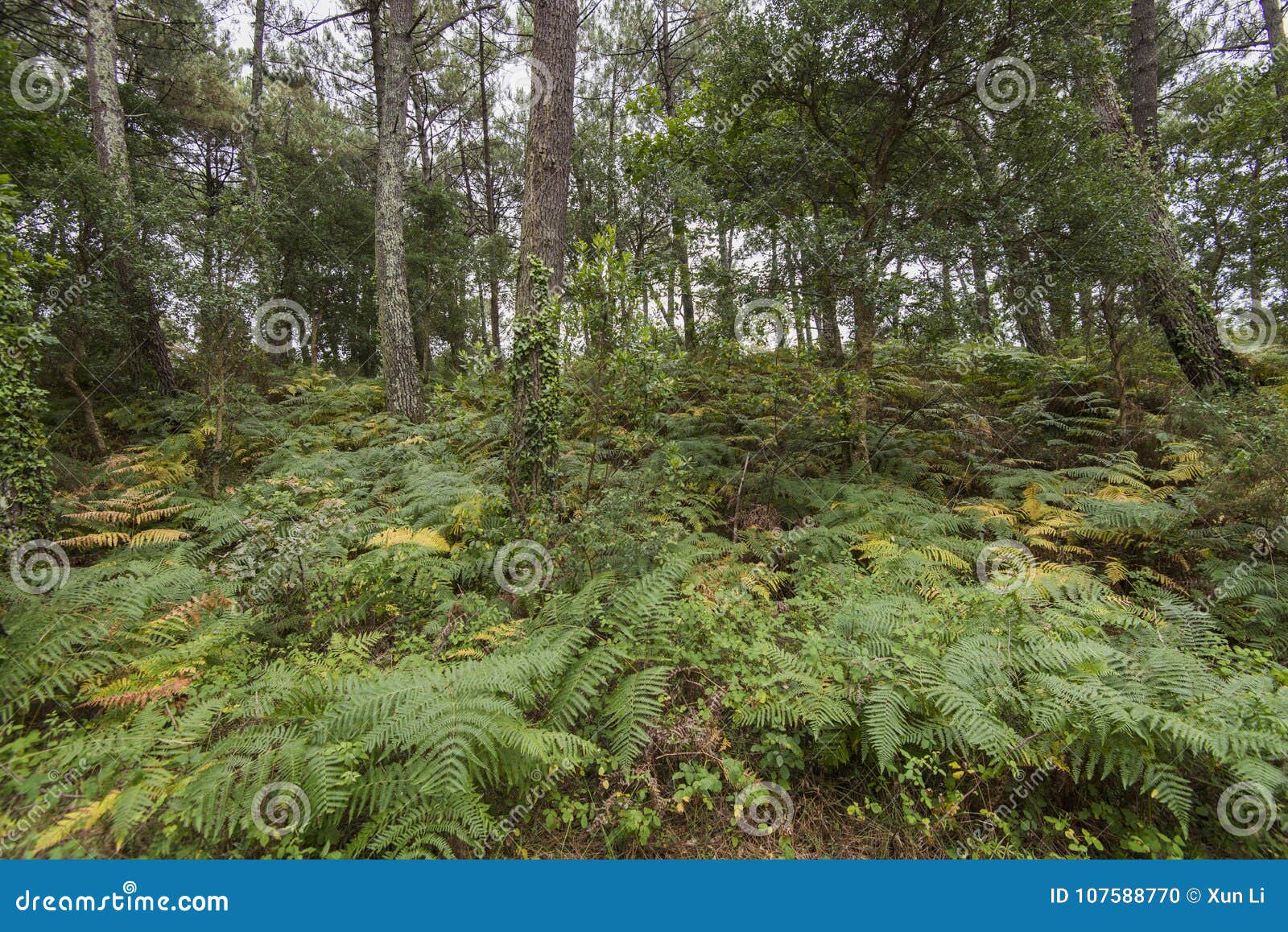 Plantas en el bosque foto de archivo. Imagen de ramificaciones - 107588770