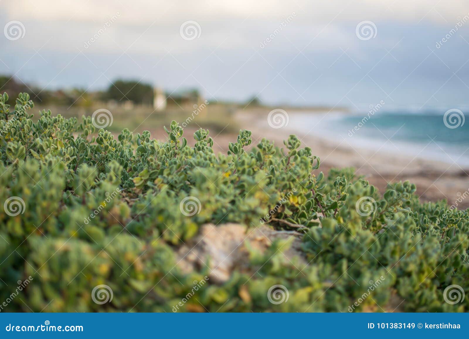 Plantas en la playa imagen de archivo. Imagen de cubo - 101383149