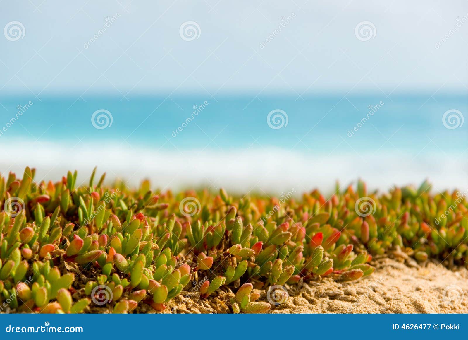 Plantas en la playa. imagen de archivo. Imagen de cubo - 4626477