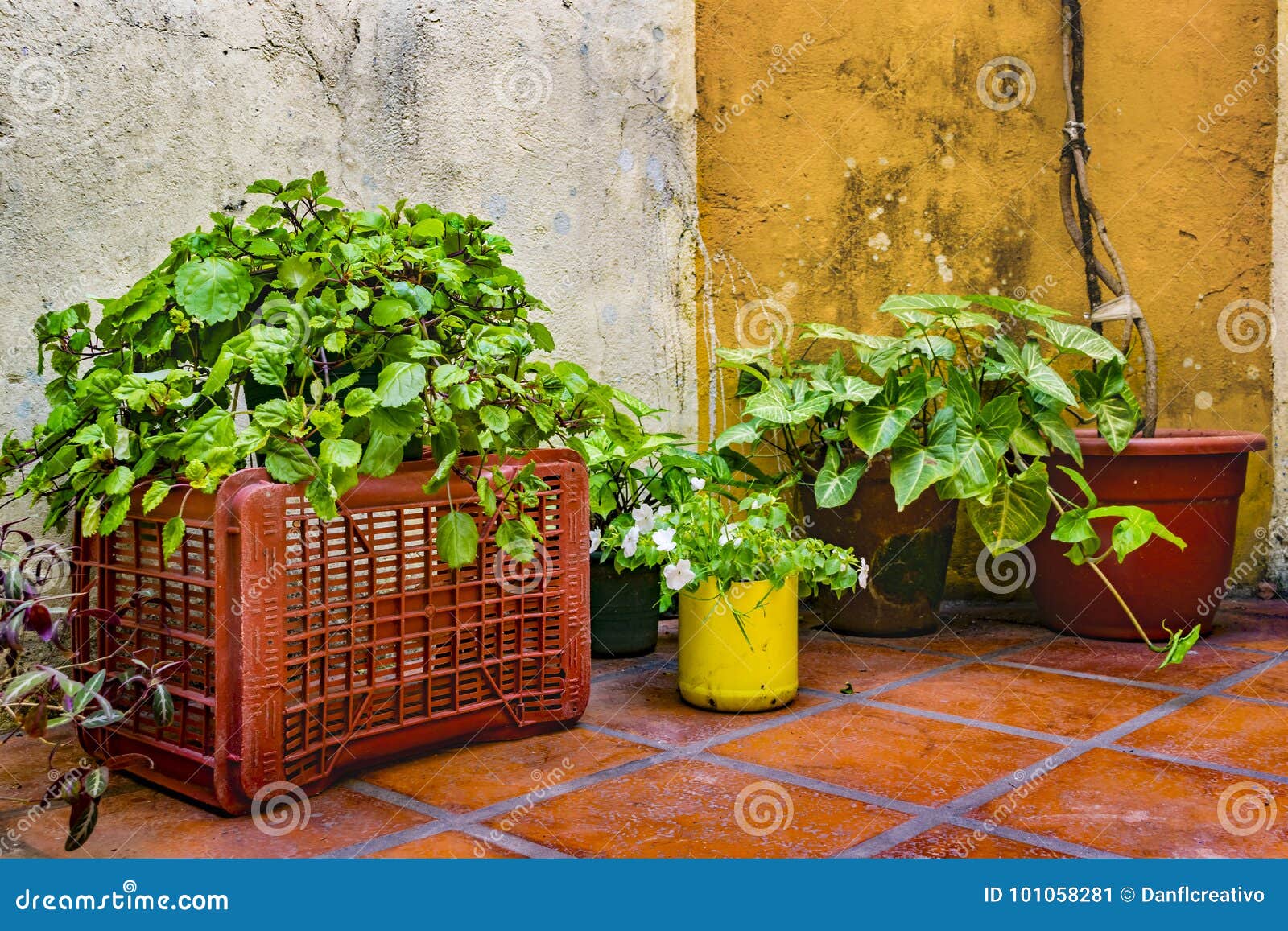 Plantas En La Yarda De La Casa Imagen de archivo - Imagen de casa ...