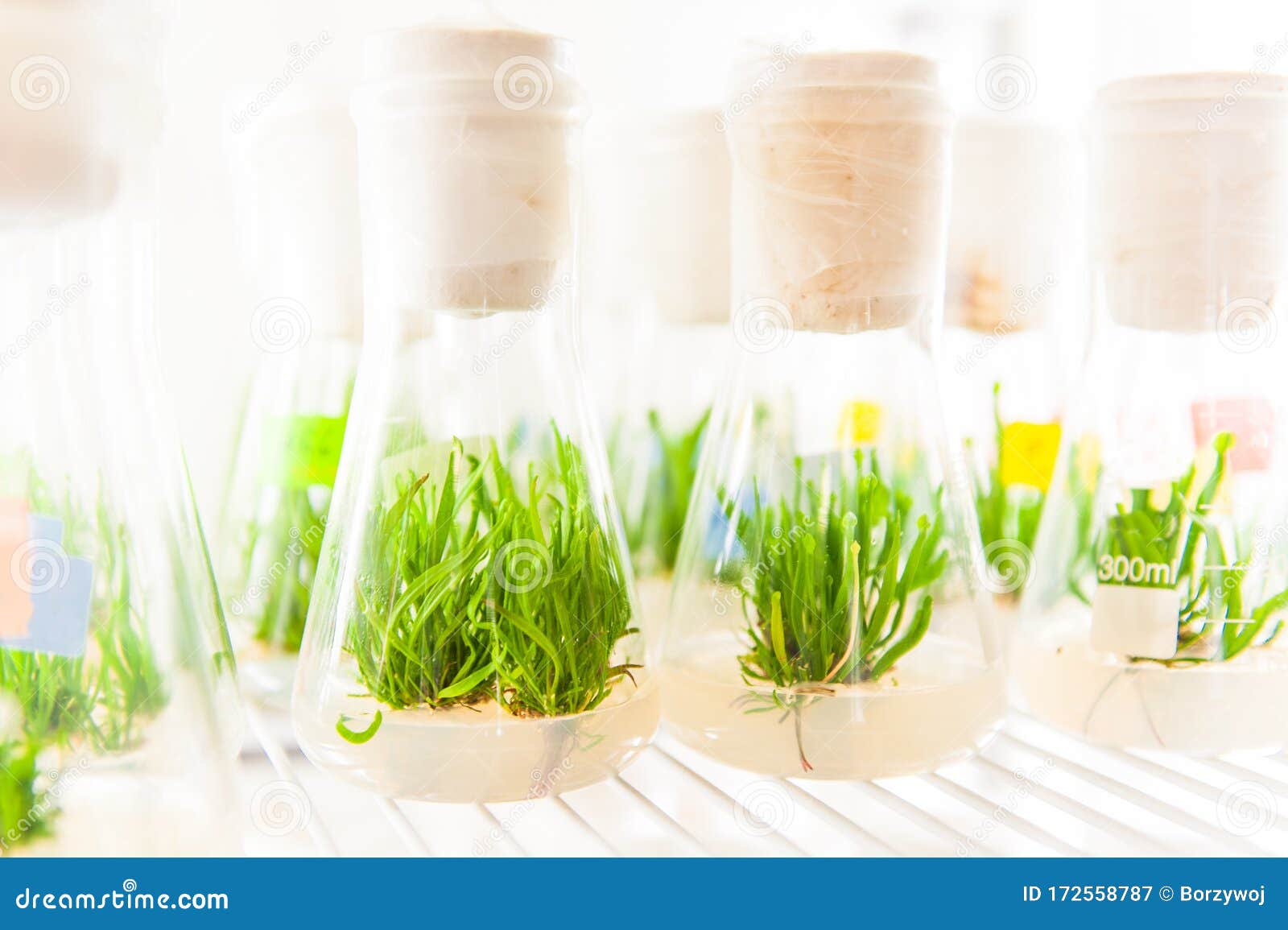 Plantas en laboratorio imagen de archivo. Imagen de laboratorio - 172558787