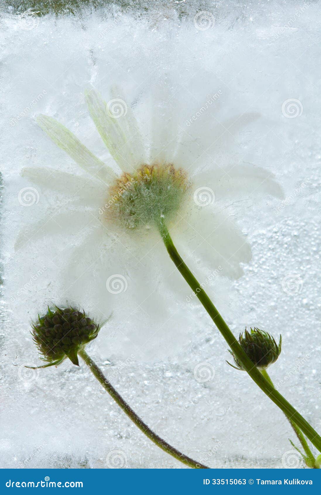 Plantas heladas imagen de archivo. Imagen de vida, estaciones - 33515063