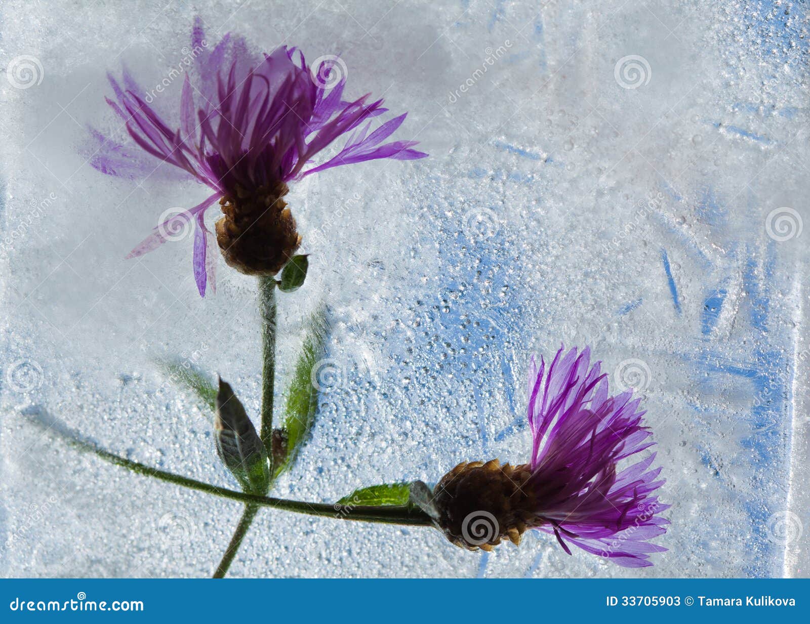 Plantas heladas imagen de archivo. Imagen de cambio, gota - 33705903