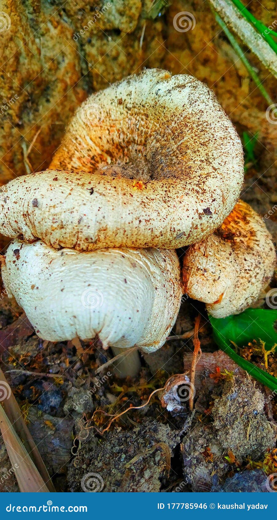 Plantas hermosas de setas foto de archivo. Imagen de plantas - 177785946