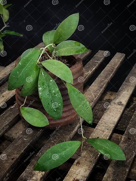 Plantas Hoya Hoya Plantas Hoya Mindorensis Hoya Especie Kalimantan Borneo Foto de archivo ...