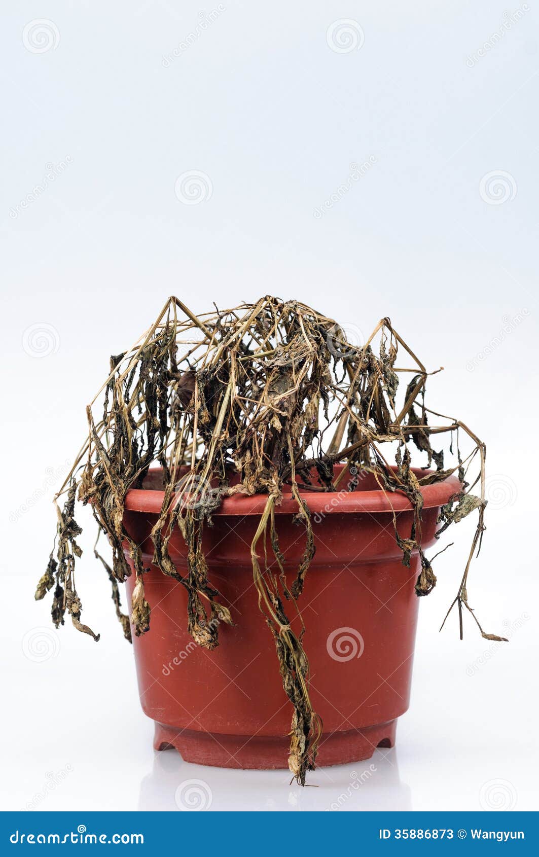 2,799 Marchitadas Fotos de stock - Fotos libres de regalías de Dreamstime