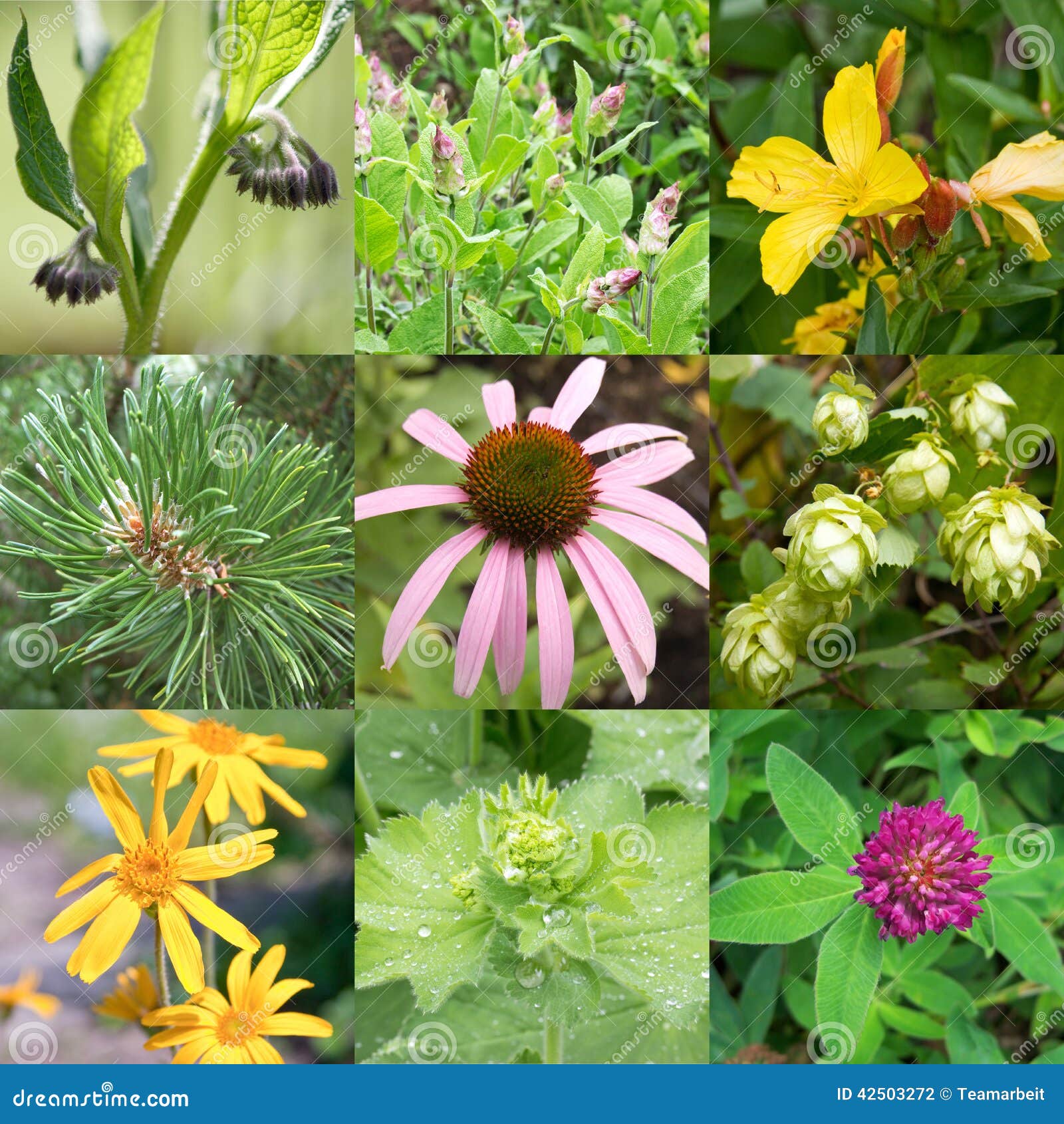 Plantas medicinales foto de archivo. Imagen de médico - 42503272