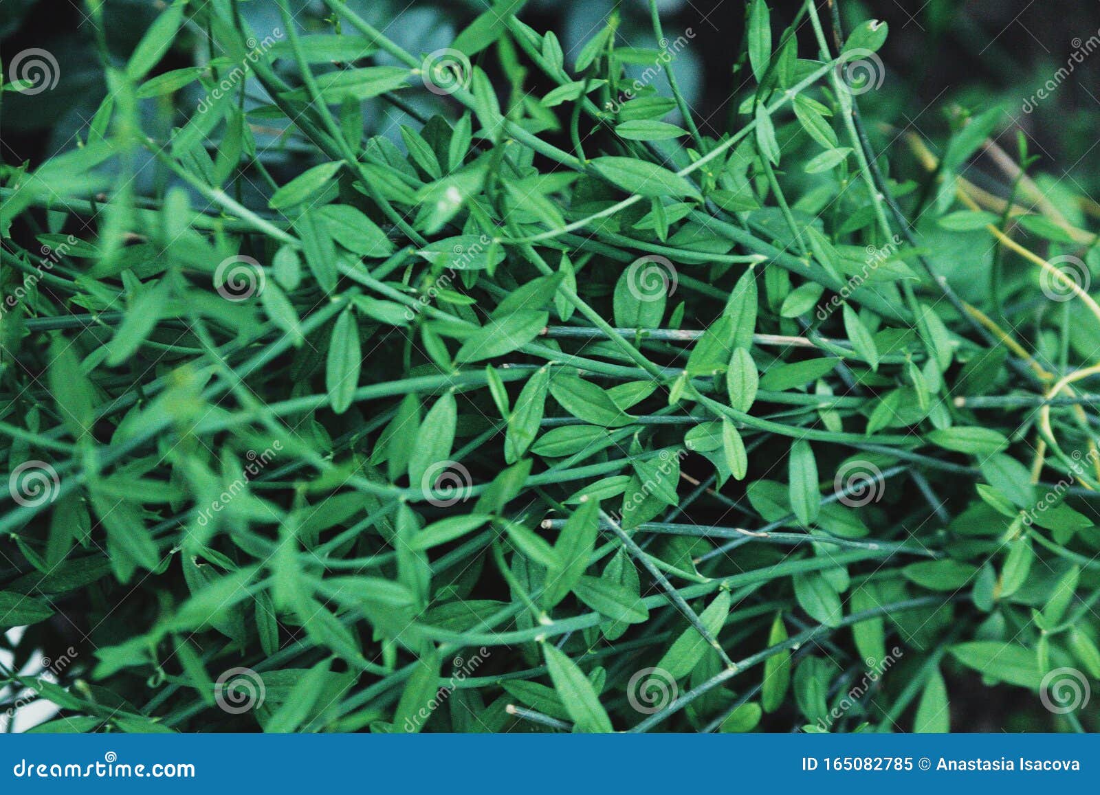 Plantas Naturais Erva Verde Imagem de Stock - Imagem de nave, verde ...