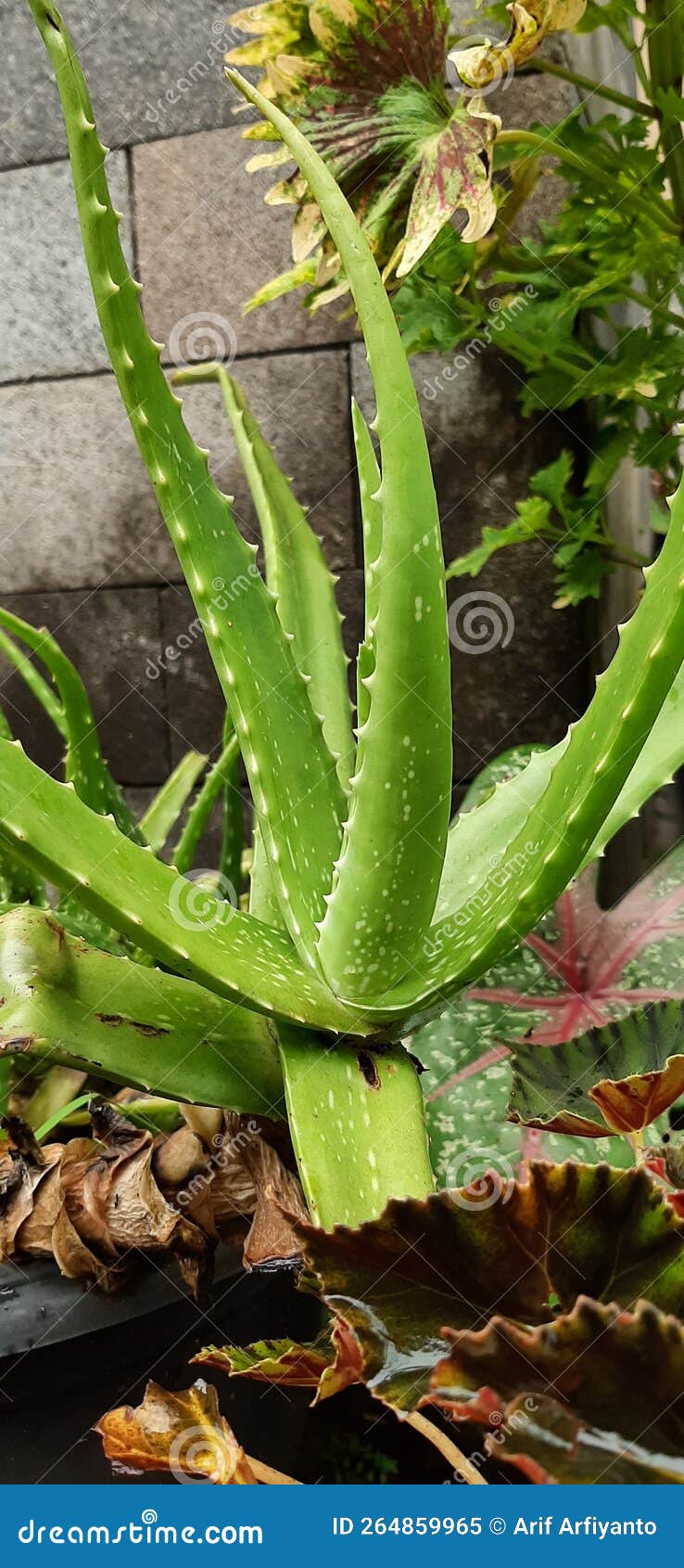 Plantas Ornamentais Alovera Imagem de Stock - Imagem de planta, plantas ...