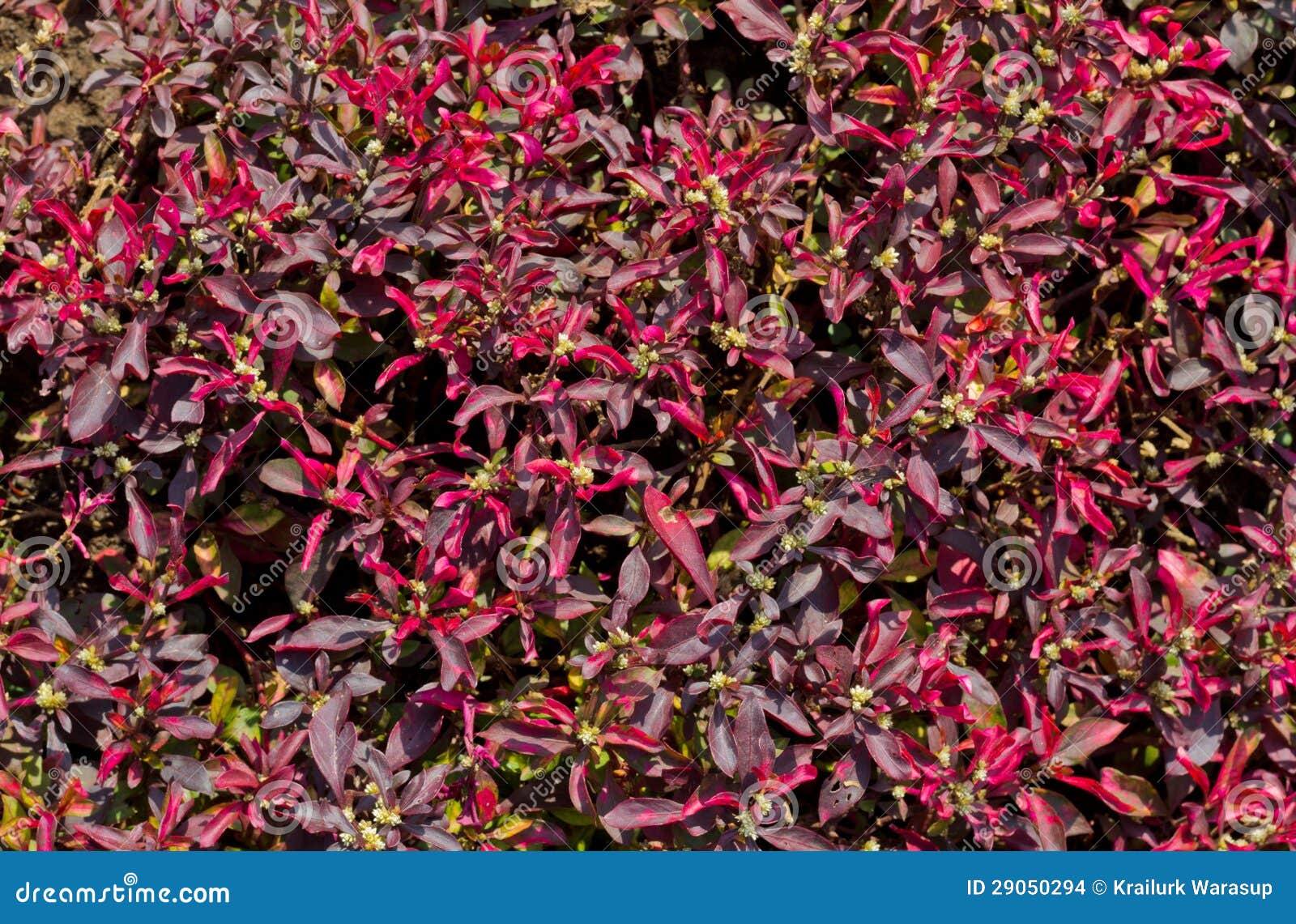 Plantas Ornamentales Rojas De Rubíes Foto de archivo - Imagen de cubo ...