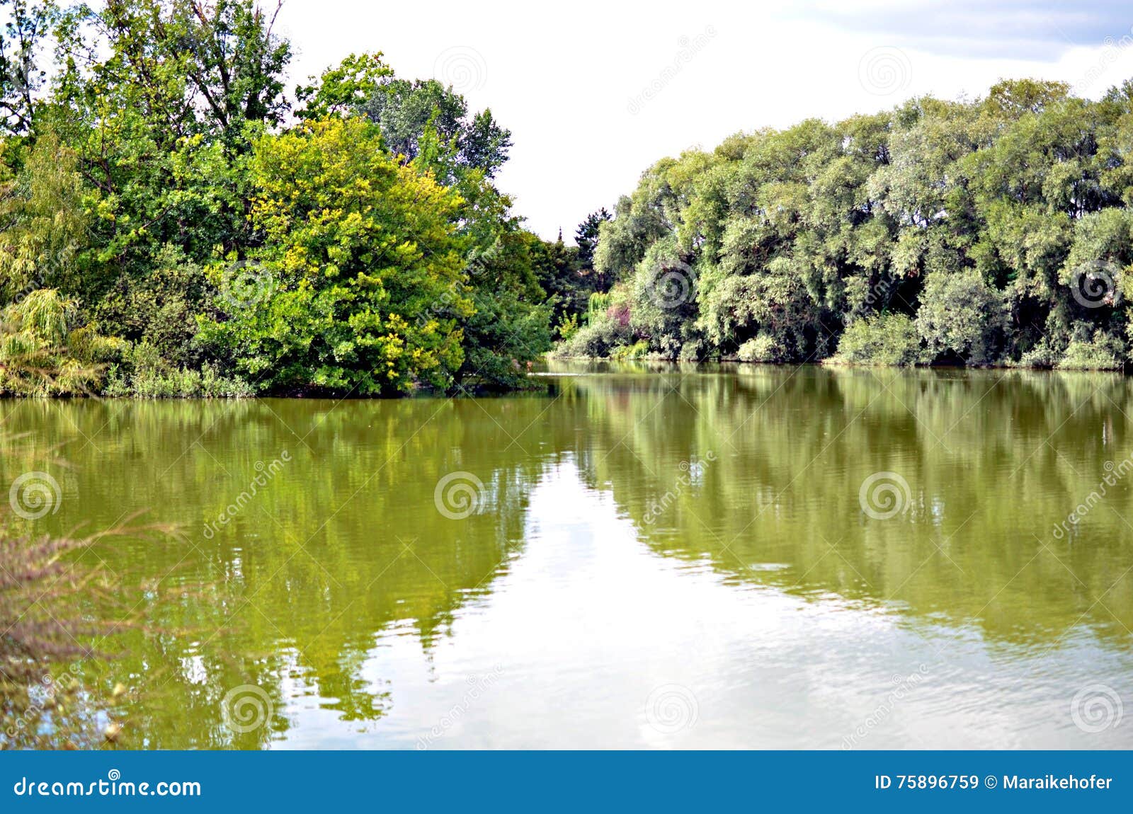 Plantas Que Crecen Cerca De Un Lago Imagen de archivo - Imagen de fondo ...