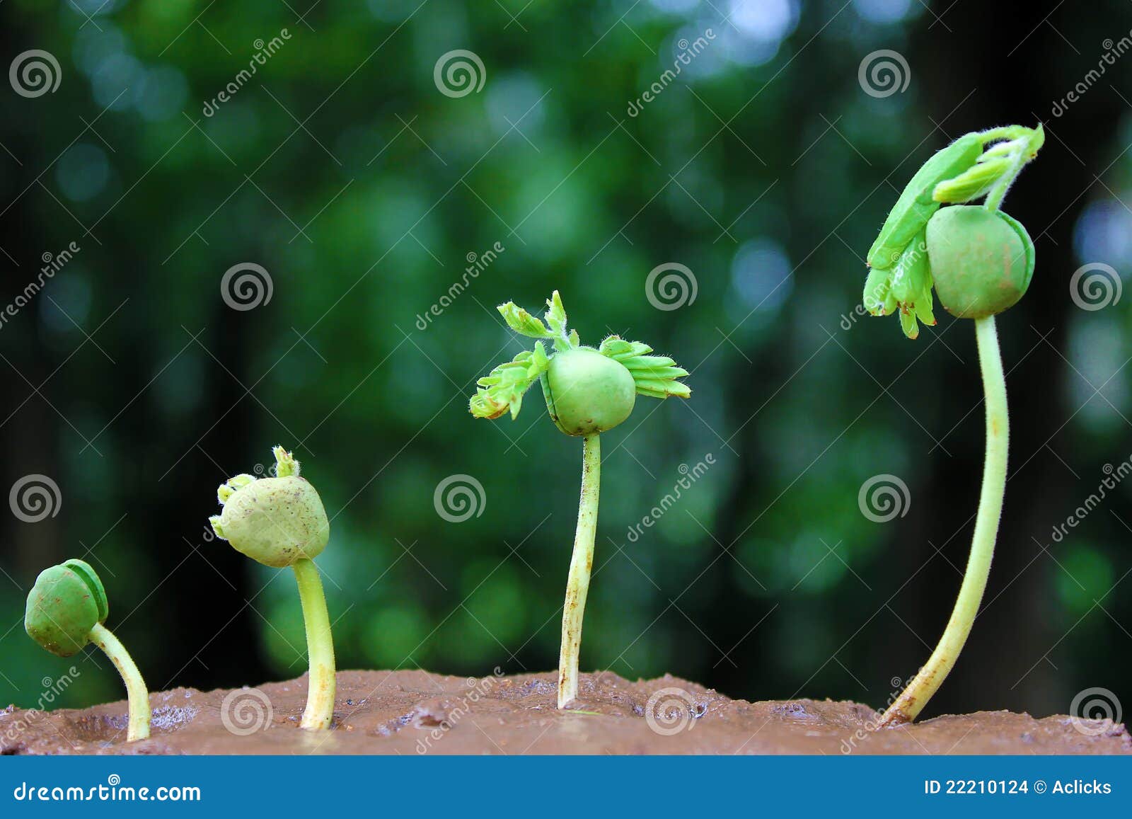 Plantas Que Crecen De Progreso De La Suelo-Planta Foto de archivo ...