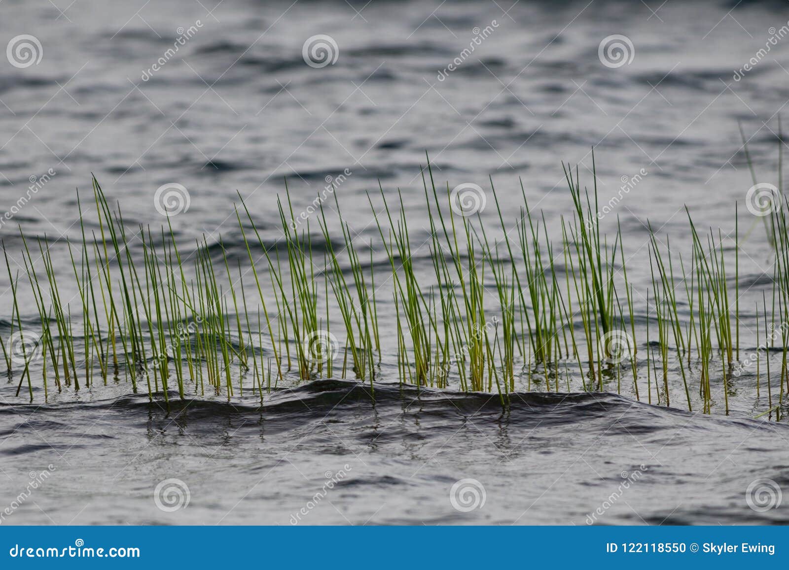 Plantas Que Crecen En El Lago Foto de archivo - Imagen de crecimiento ...