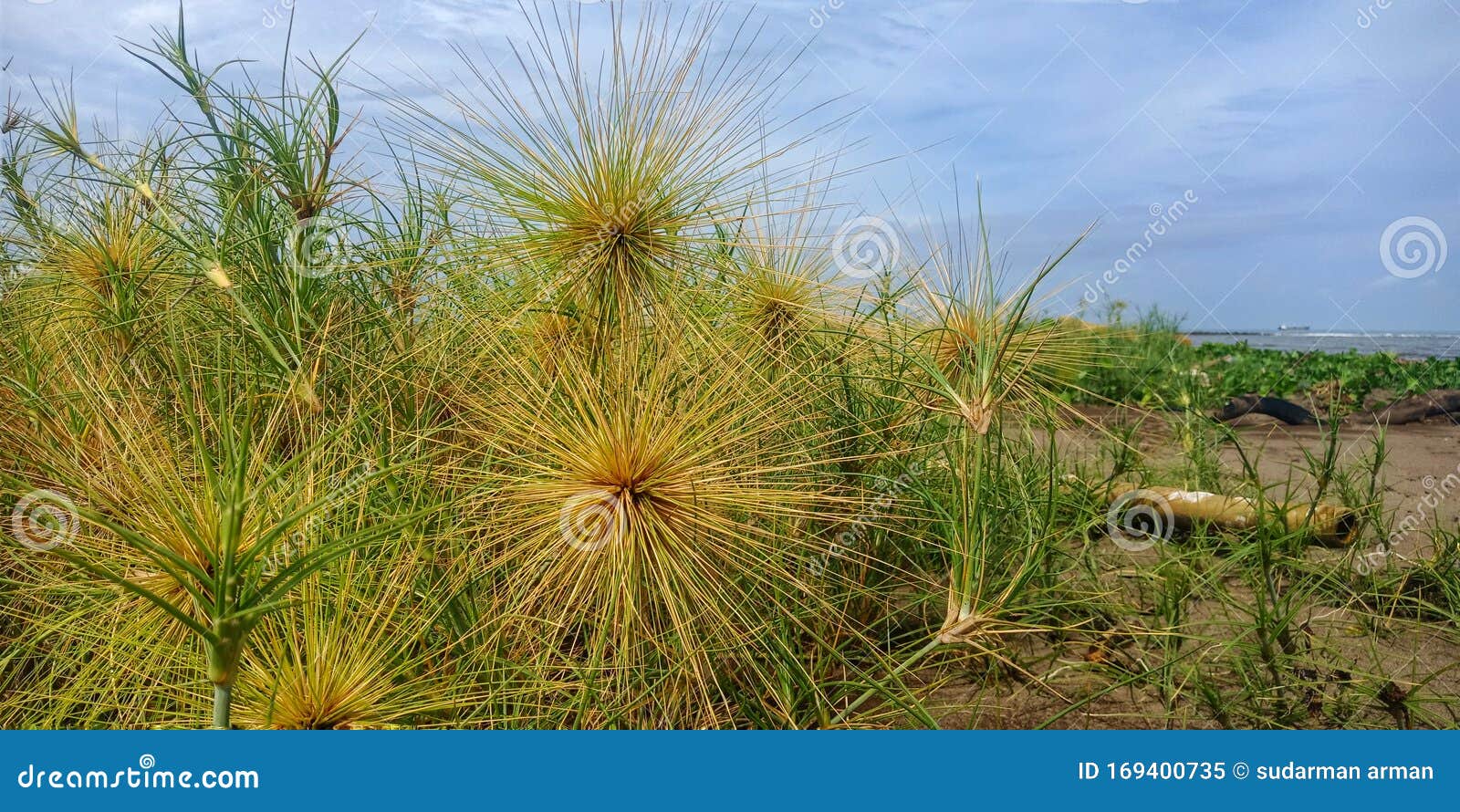 Plantas Que Crecen En La Playa Imagen de archivo - Imagen de playa ...