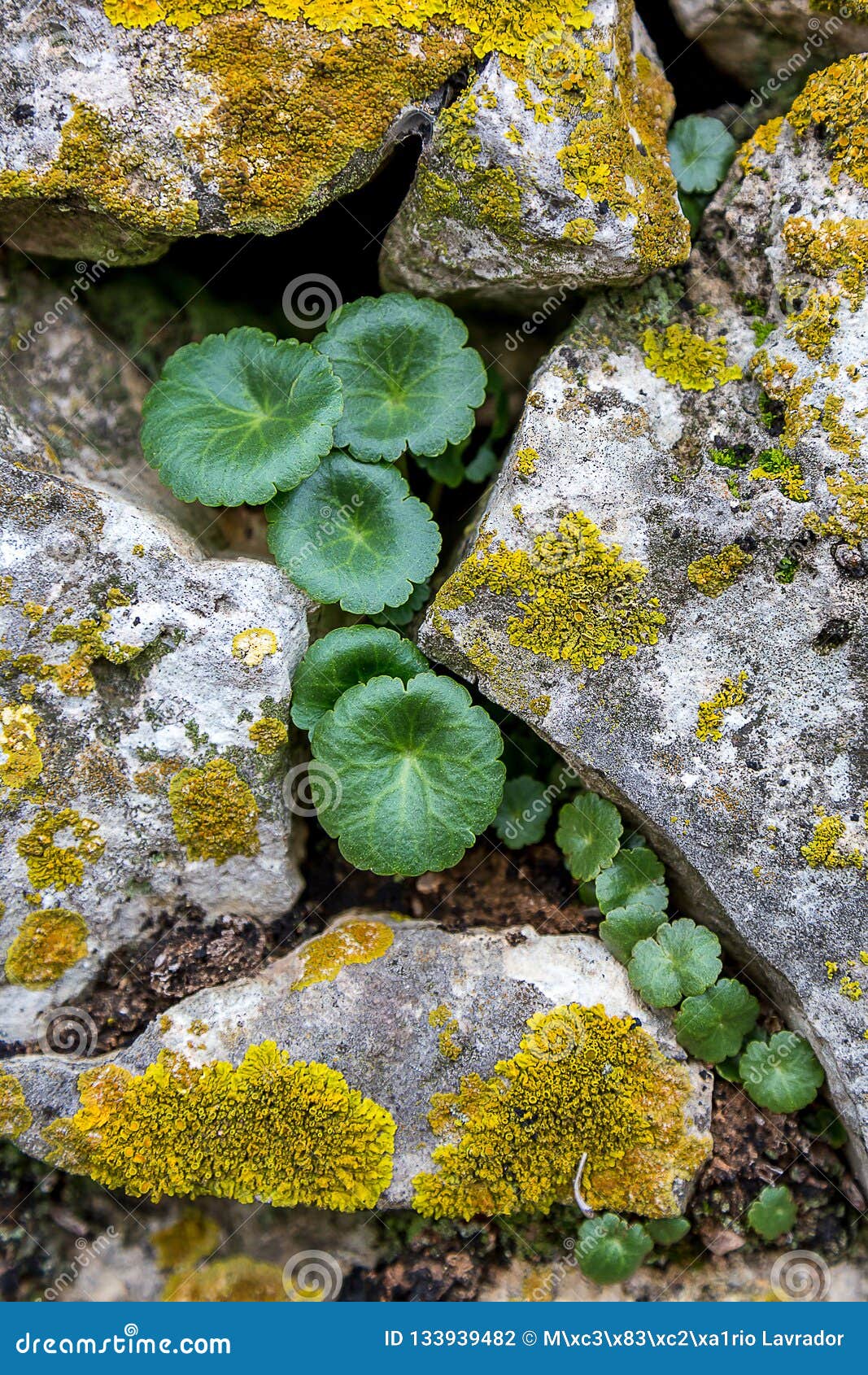 Plantas Que Crescem No Meio Das Rochas Foto de Stock - Imagem de ...