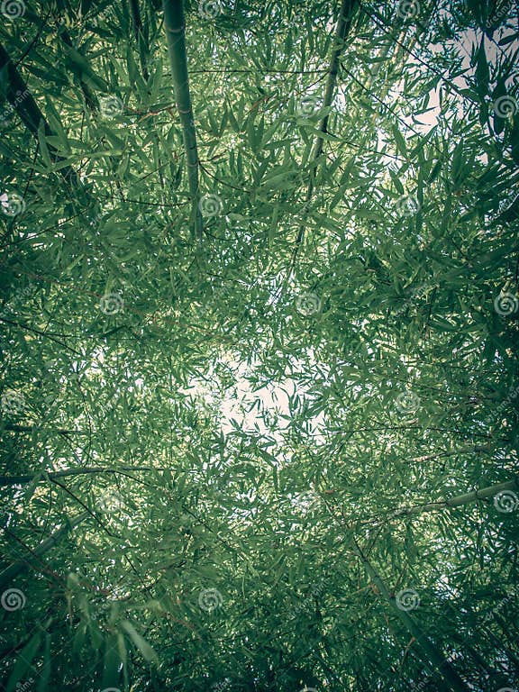 Plantas Retros Do Bambu Do Olhar Foto de Stock - Imagem de retro ...
