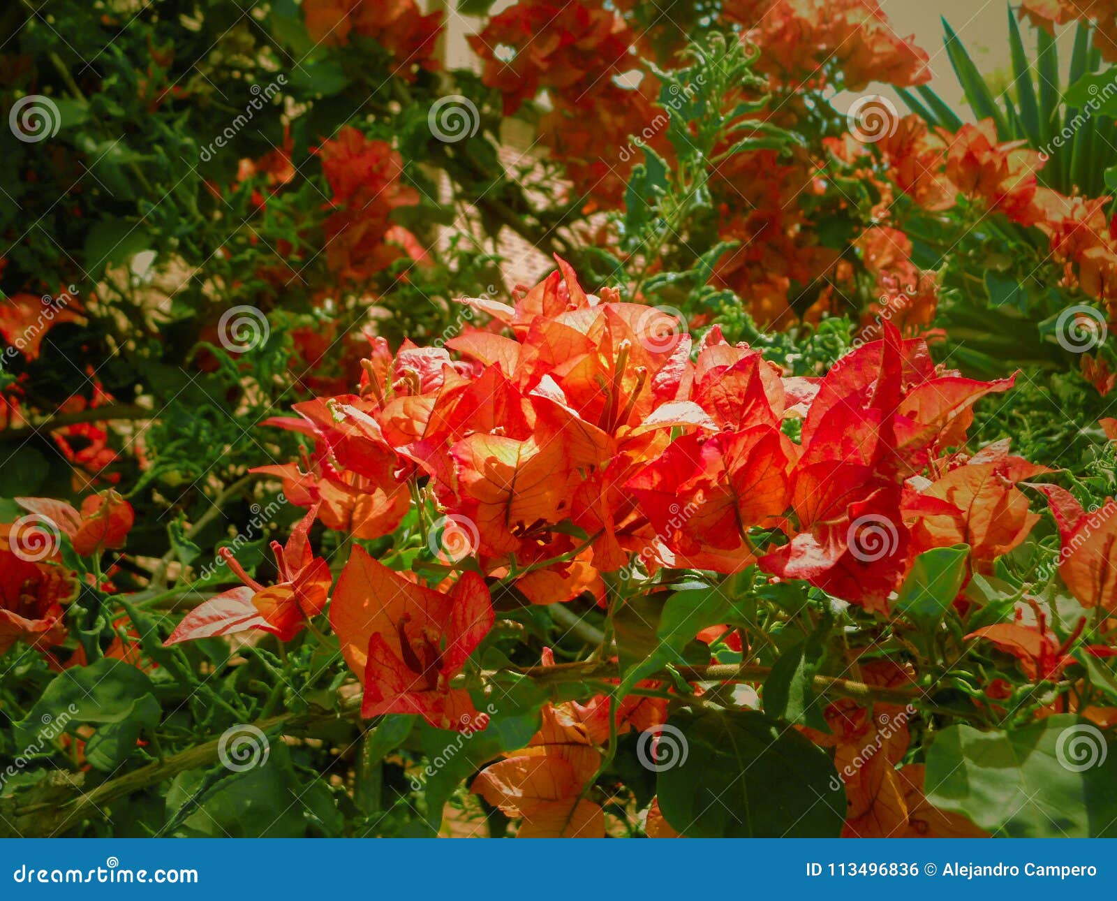 Plantas rojizas en verano foto de archivo. Imagen de color - 113496836