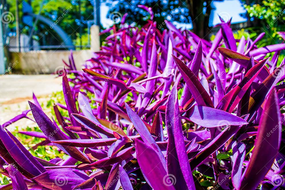 Plantas roxas imagem de stock. Imagem de jardim, flor - 91726781