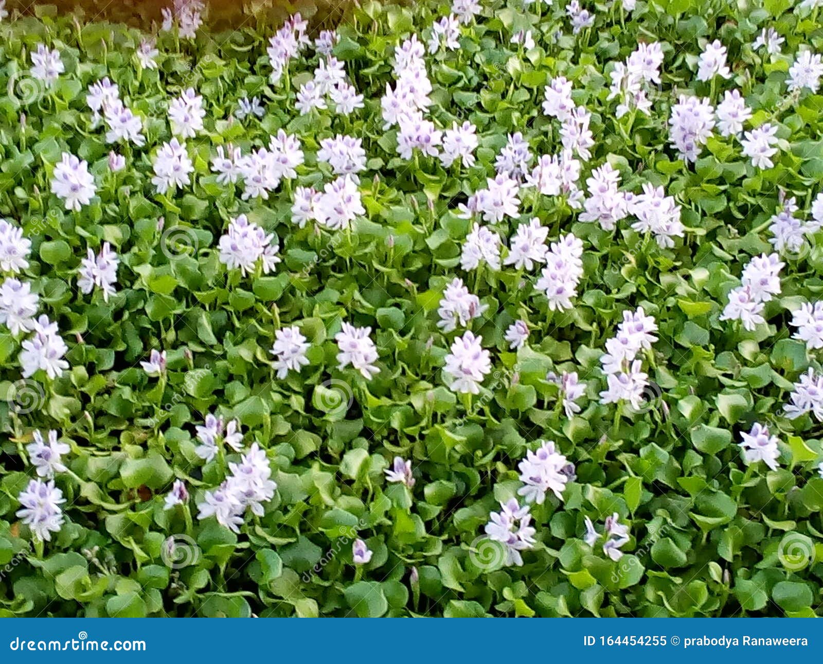 Plantas Salweeniya imagen de archivo. Imagen de flores - 164454255