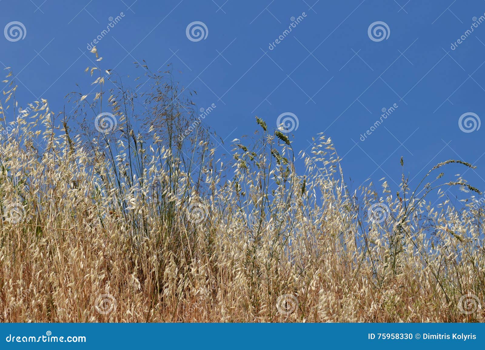 Plantas secas del verano foto de archivo. Imagen de crecimiento - 75958330