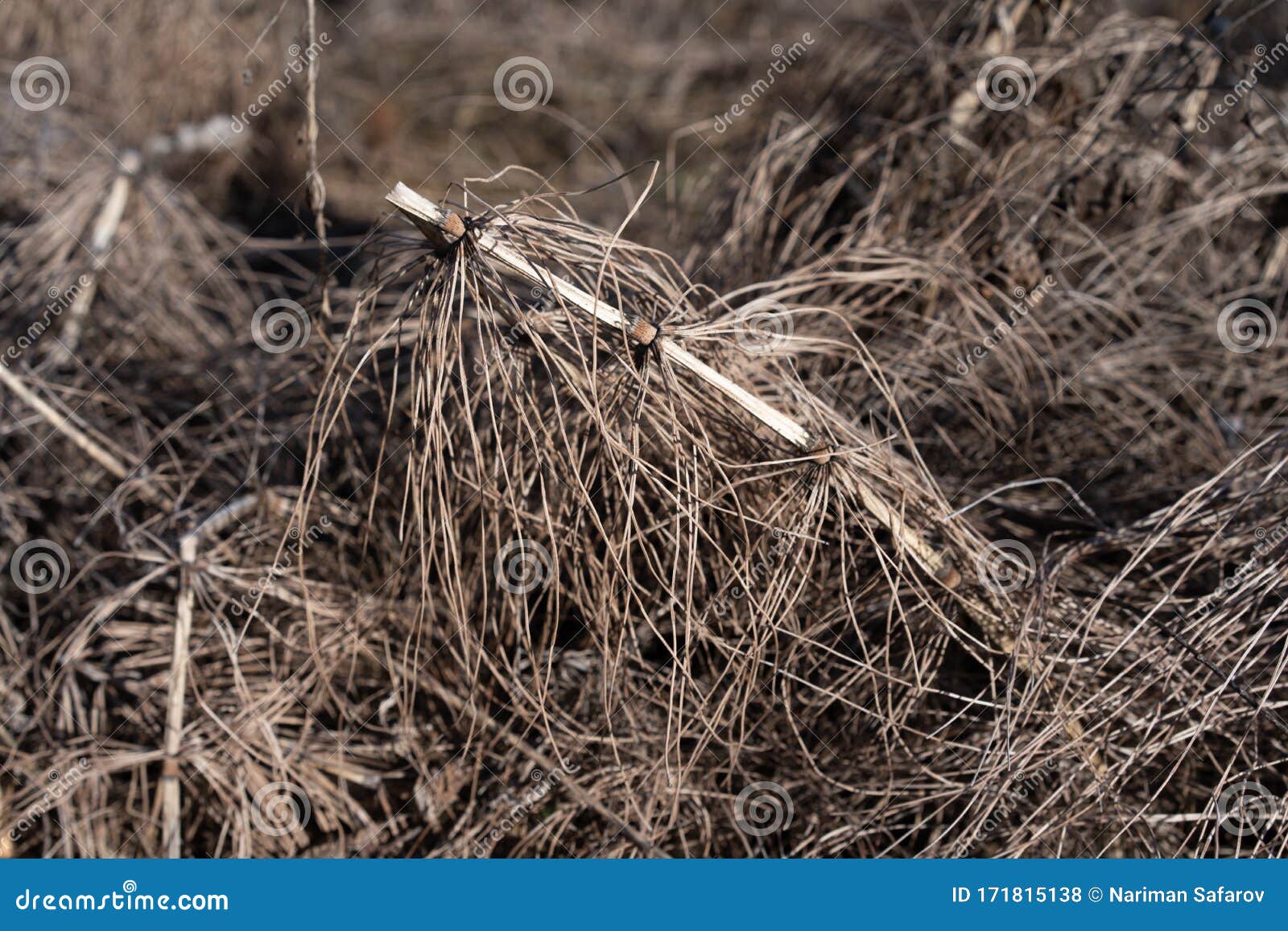 Plantas secas en el suelo foto de archivo. Imagen de fondo - 171815138