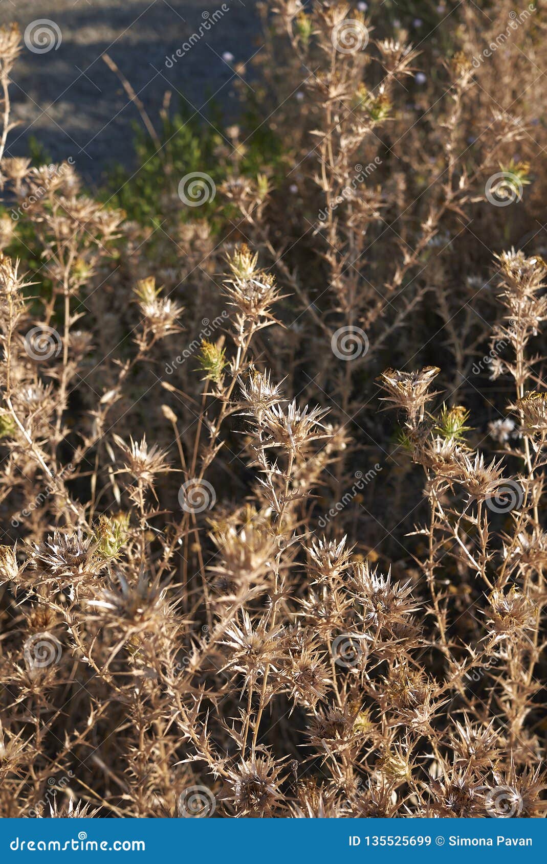 Plantas Secas Lanatus Del Carthamus Imagen de archivo - Imagen de ...