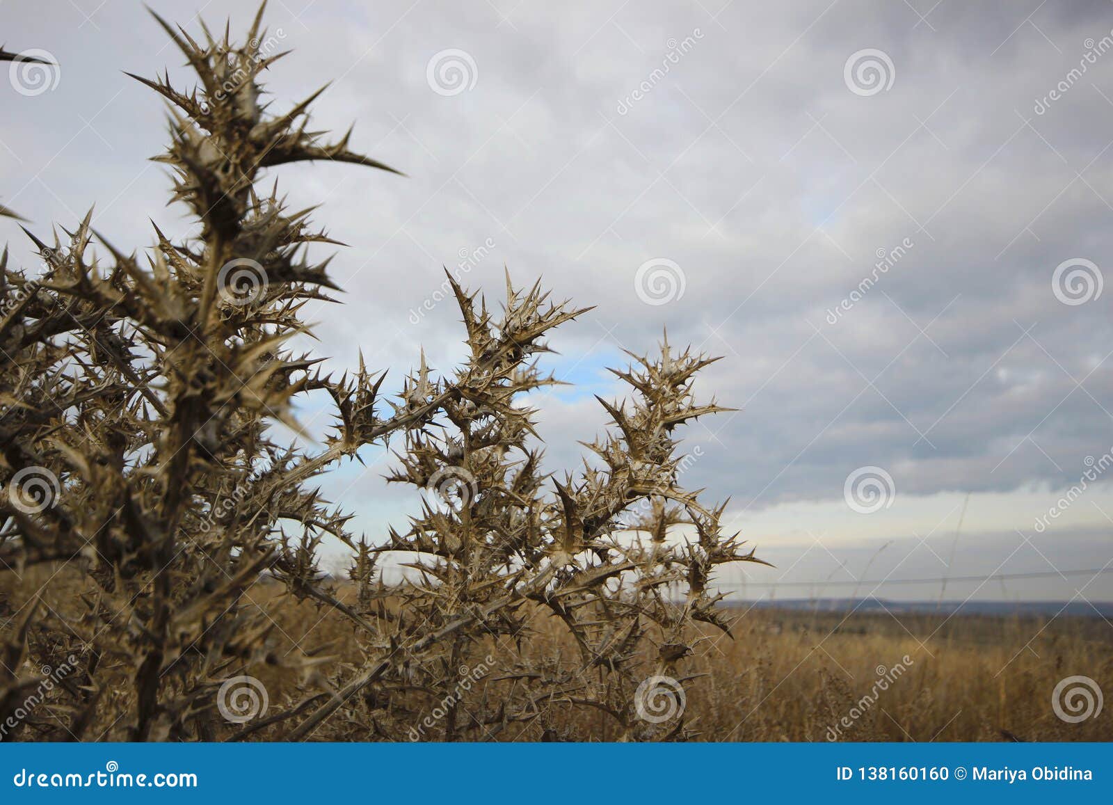 Plantas secas muy hermosas foto de archivo. Imagen de asombroso - 138160160